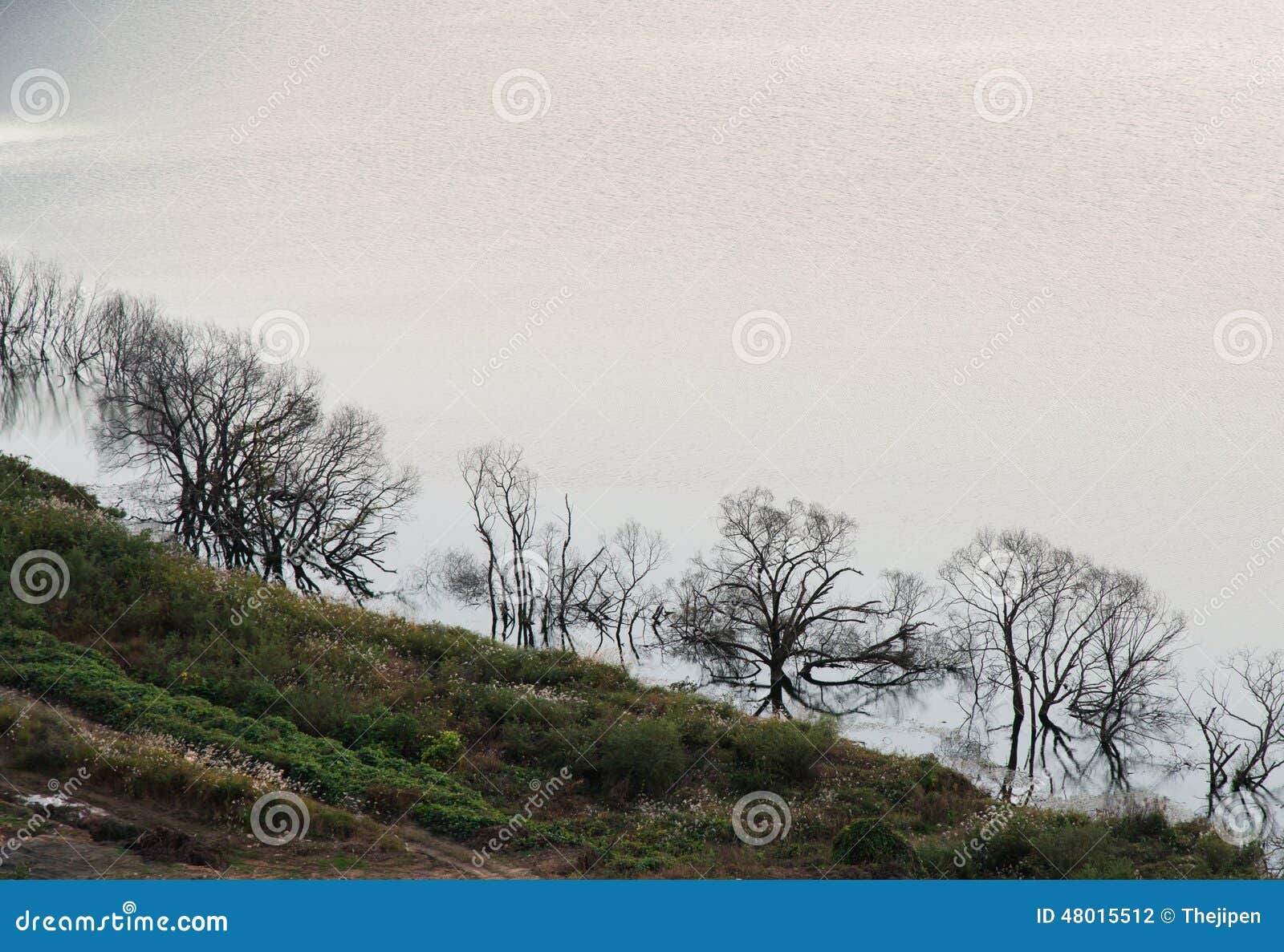 Silhouette of dead tree stock photo. Image of creek, rural - 48015512