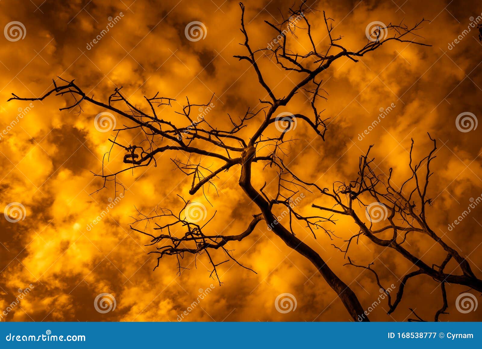 Silhouette of Dead Tree with Sky on Fire, Burnt Tree with Branches ...