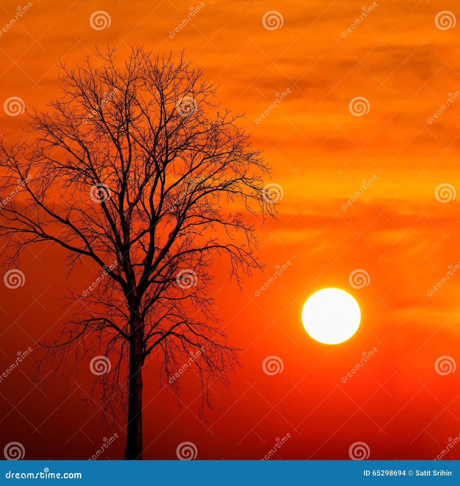 Silhouette Dead Tree at Sunset Stock Photo - Image of outdoor, death ...