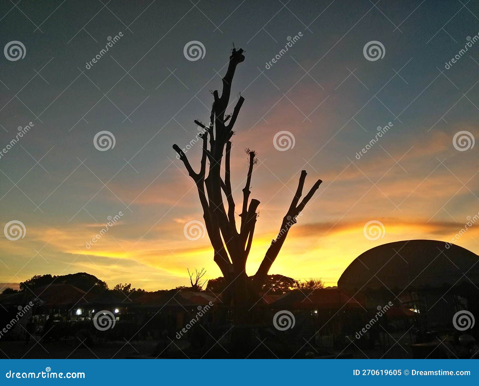 Silhouette of dead tree stock image. Image of afterglow - 270619605