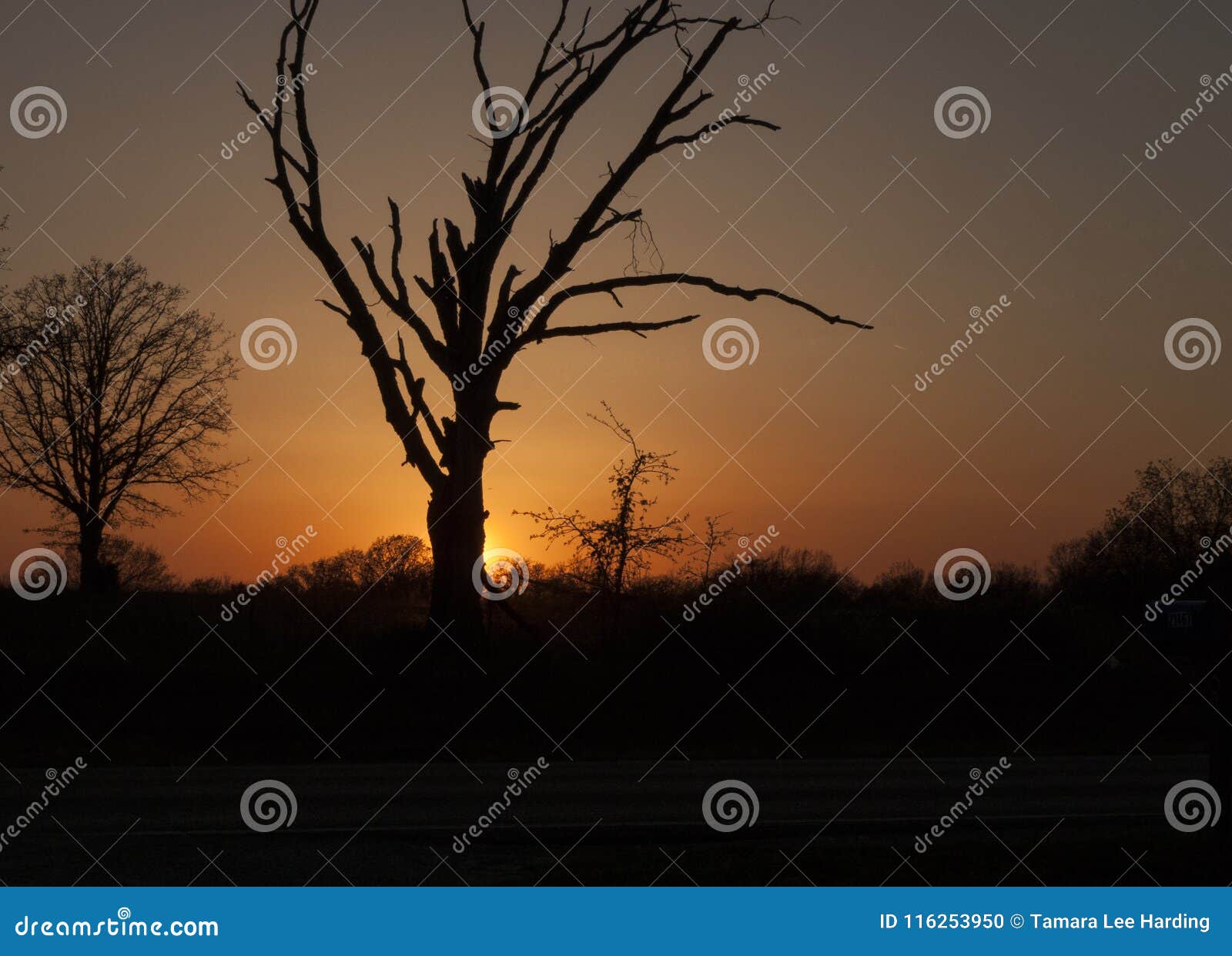 Oklahoma Sunset with Dead Tree Stock Photo - Image of dead, trees ...