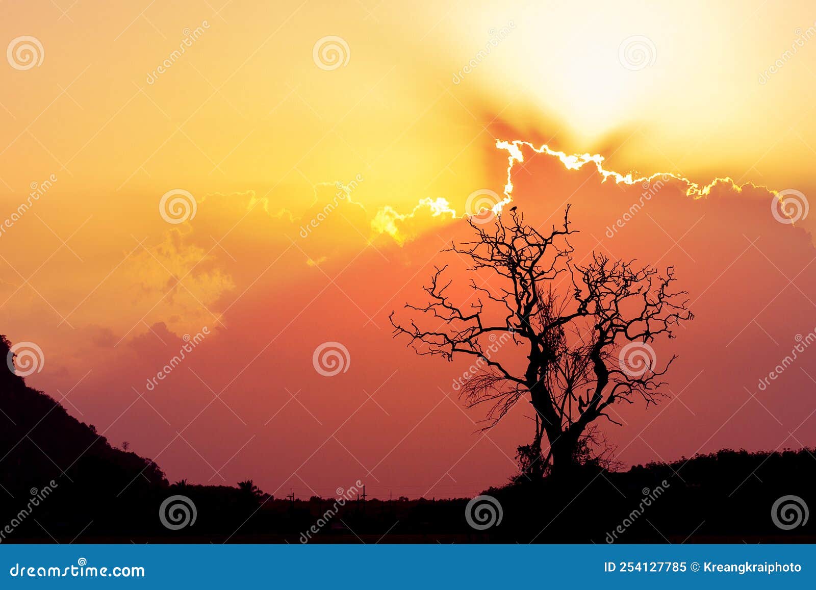Silhouette Dead Tree and Sunset Stock Image - Image of orange ...