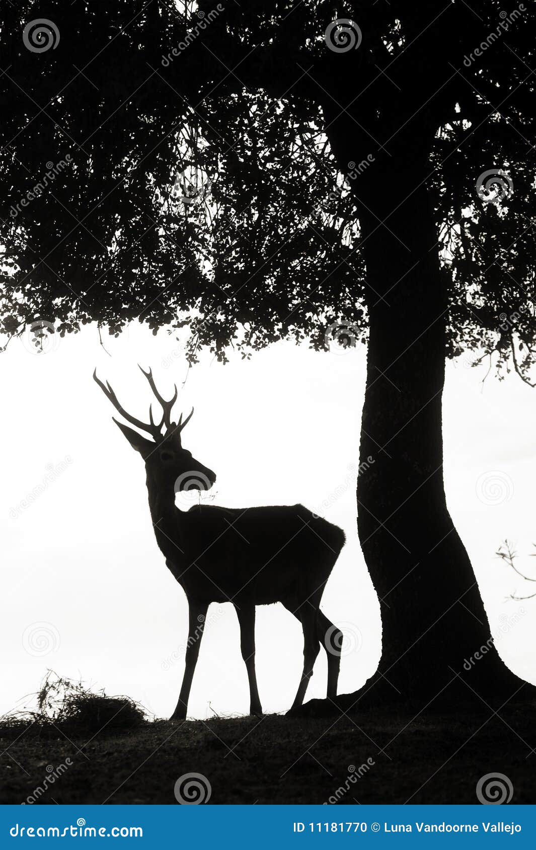 Silhouette dear stock photo. Image of wildlife, hunt - 11181770