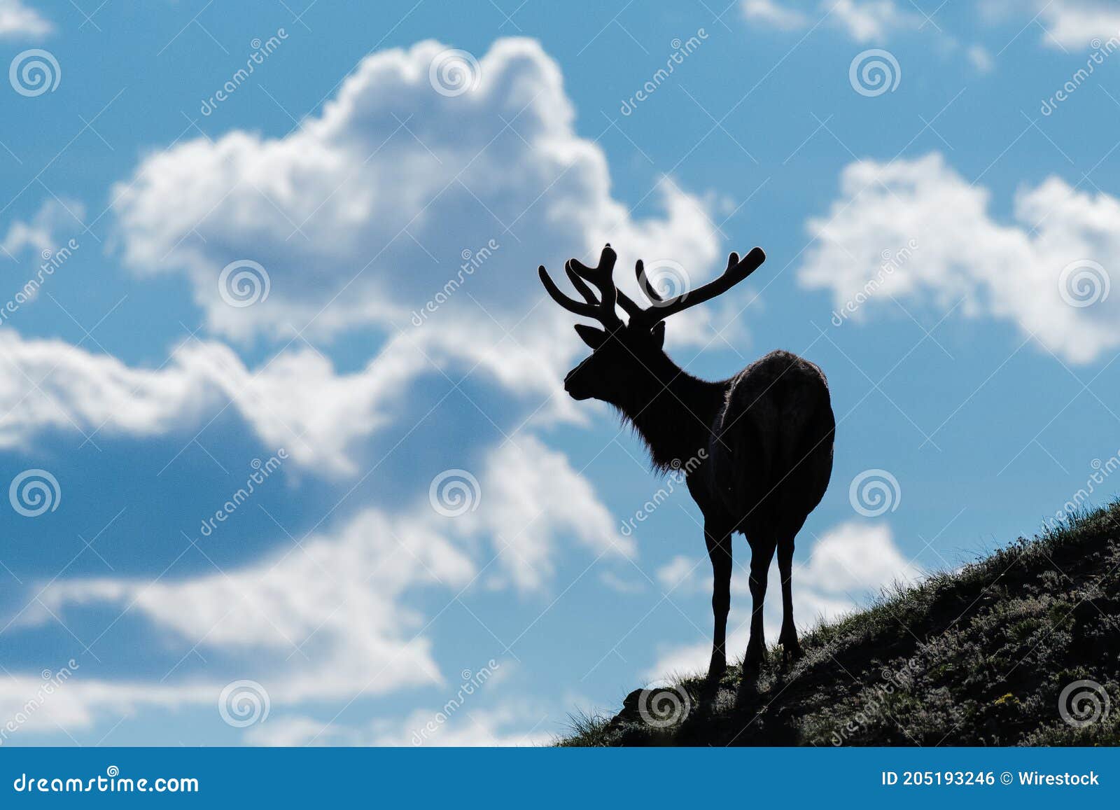 Silhouette of a Deer Under the Cloudy Sky Stock Photo - Image of field ...