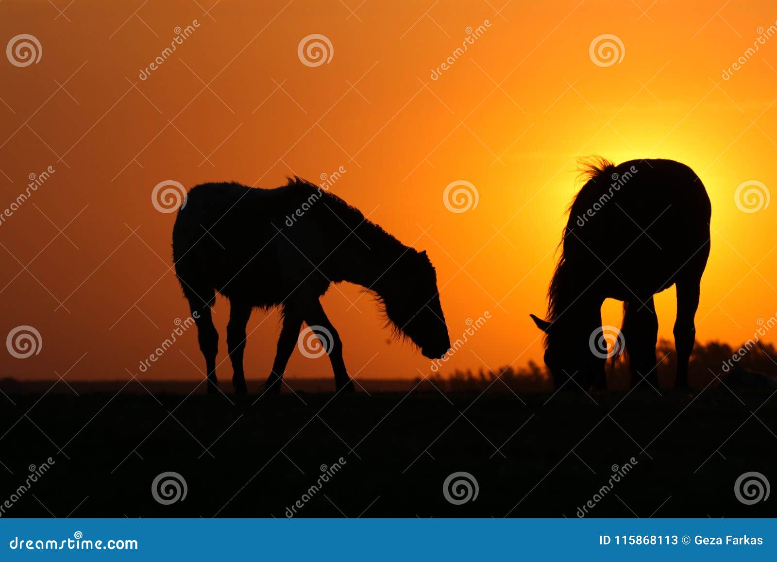 Silhouette of Donkey and Horse on Sunset Stock Image - Image of ...