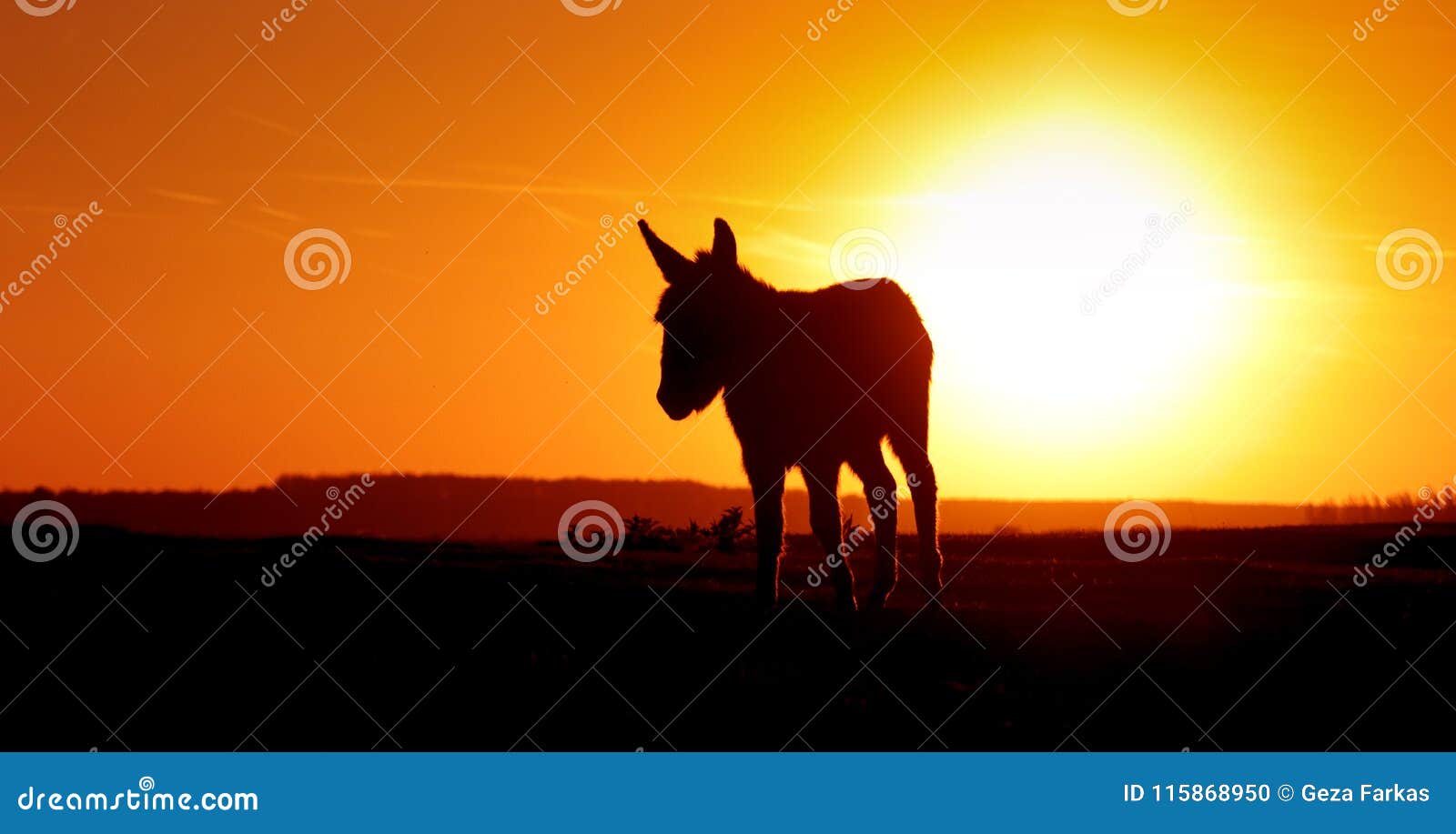 Silhouette Donkey on Sunset Stock Photo - Image of pasture, dawn: 115868950