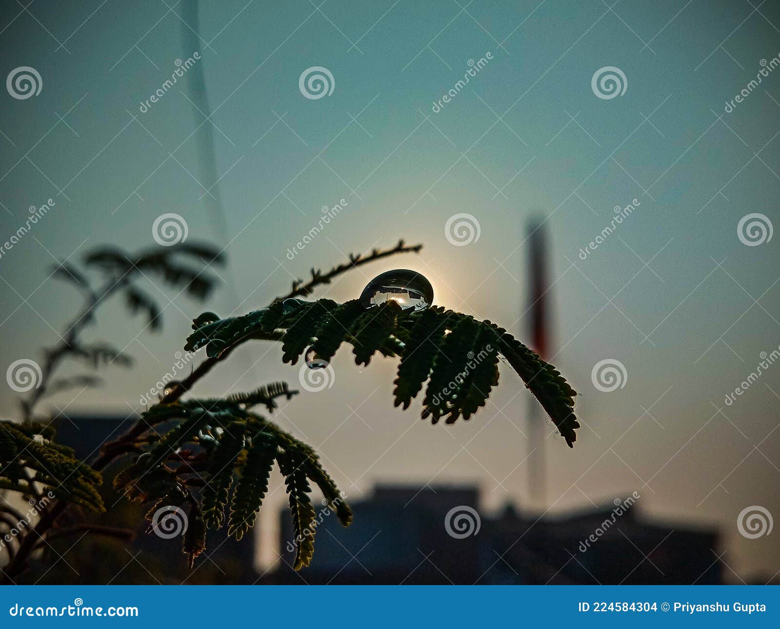 Silhouette of Drop on Tiny Leaves. Stock Photo - Image of leaves, drop ...