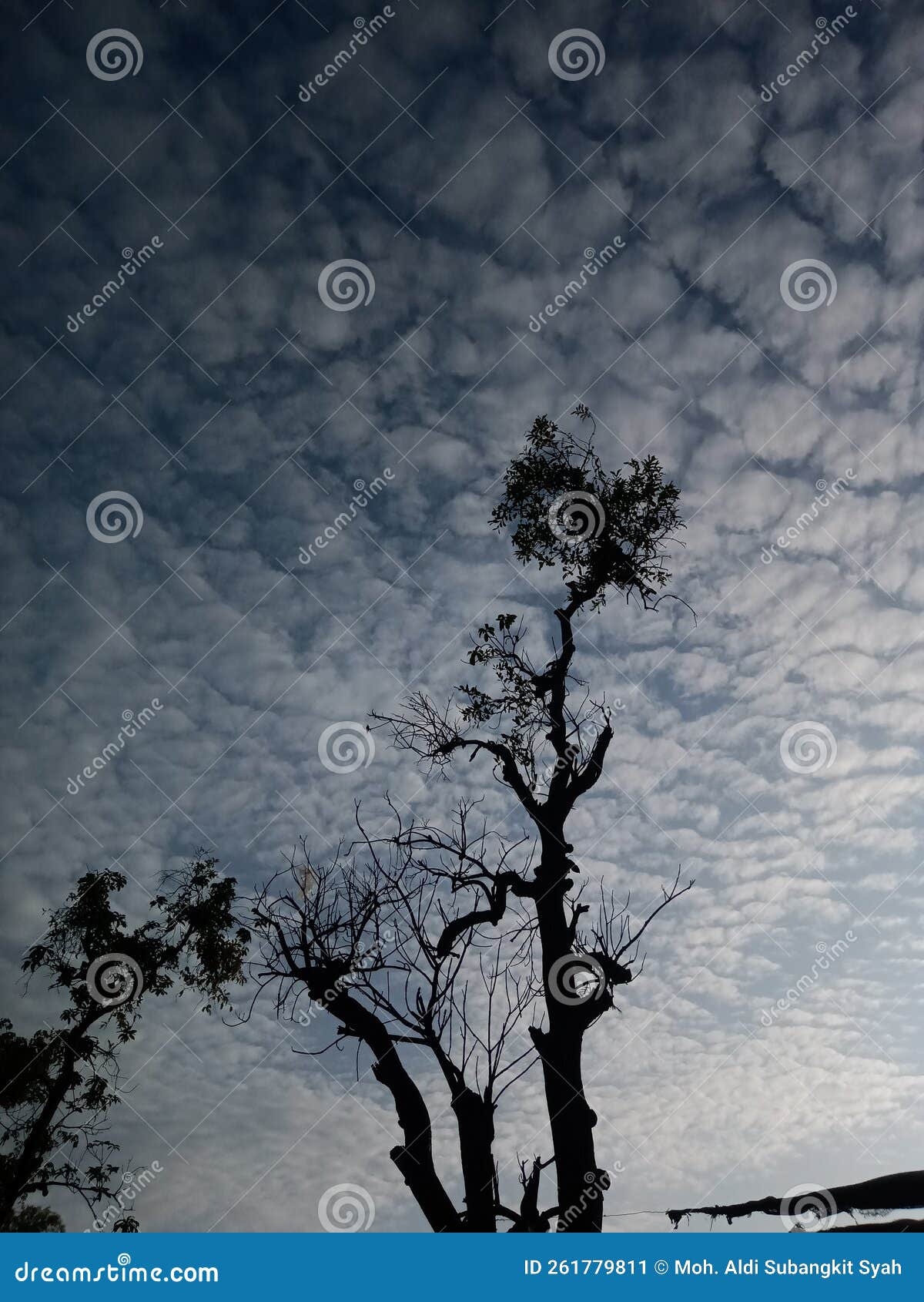 Silhouette of Dry Tree Branches Under Beautiful Sky with Choppy Clouds ...