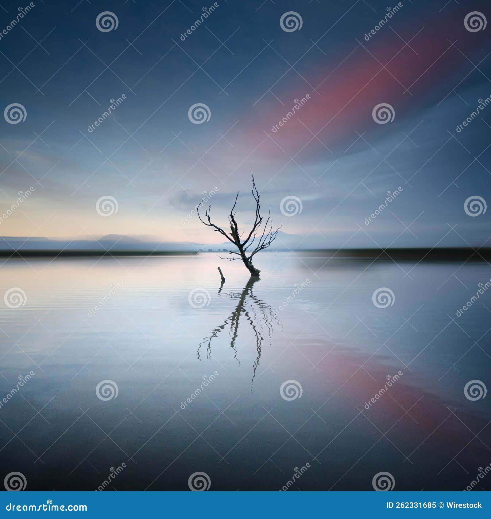 Silhouette of a Dry Tree in a Lake with Reflections in the Wat Stock Image - Image of colors ...