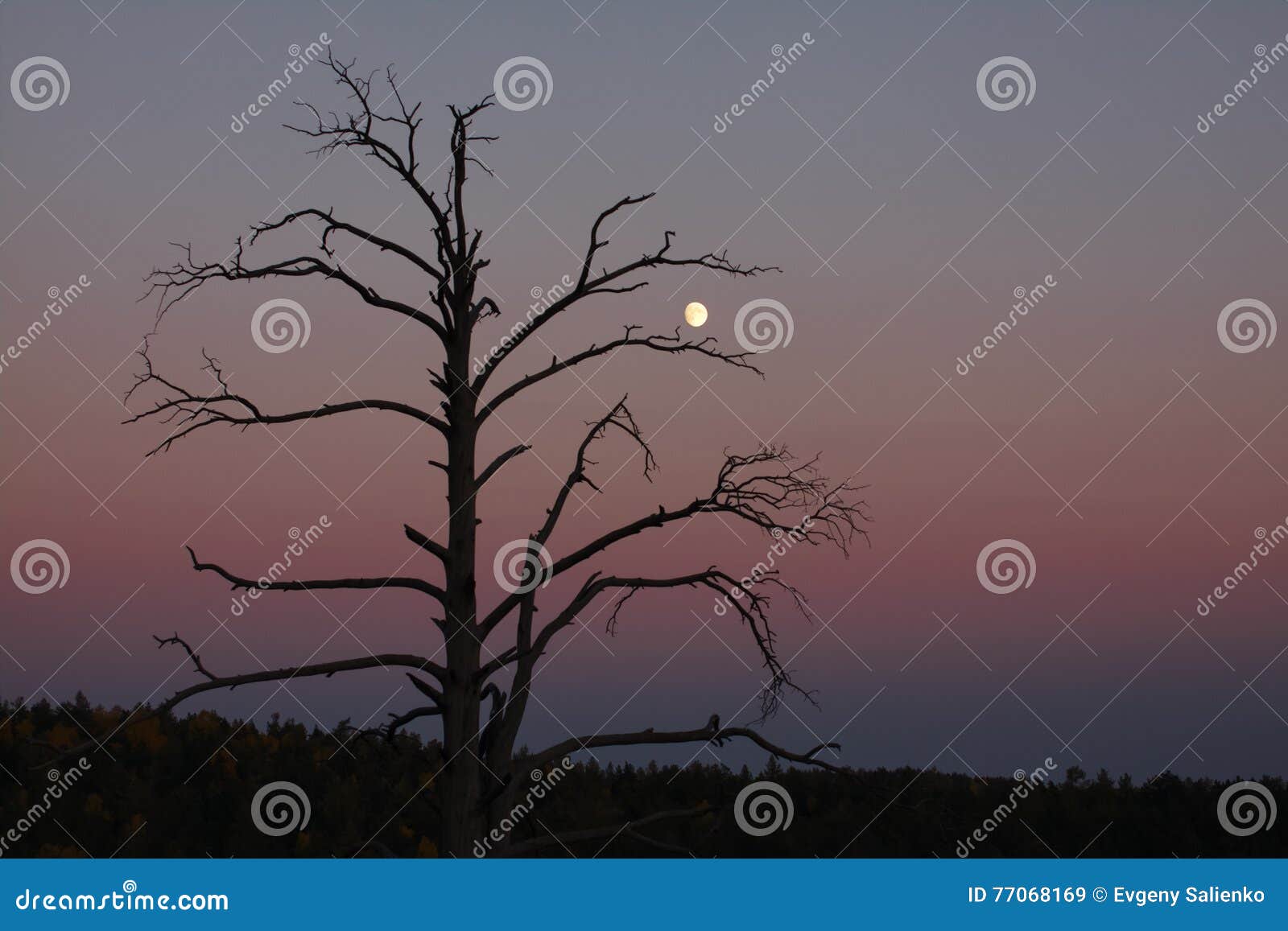 Silhouette Dry Tree with the Moon. Stock Image - Image of tranquil ...