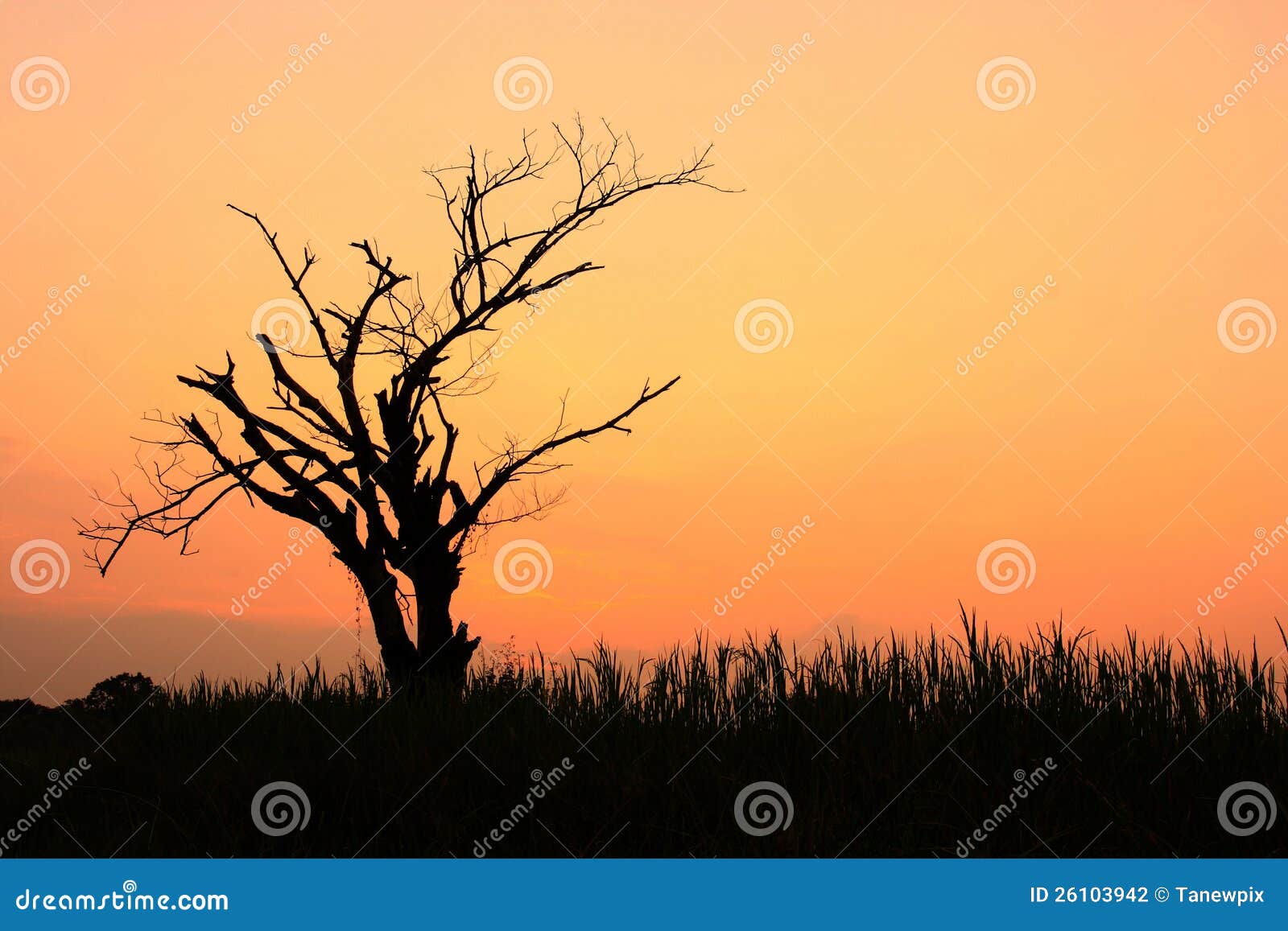 Silhouette of Dry Tree at Sunset Stock Photo - Image of landscape ...