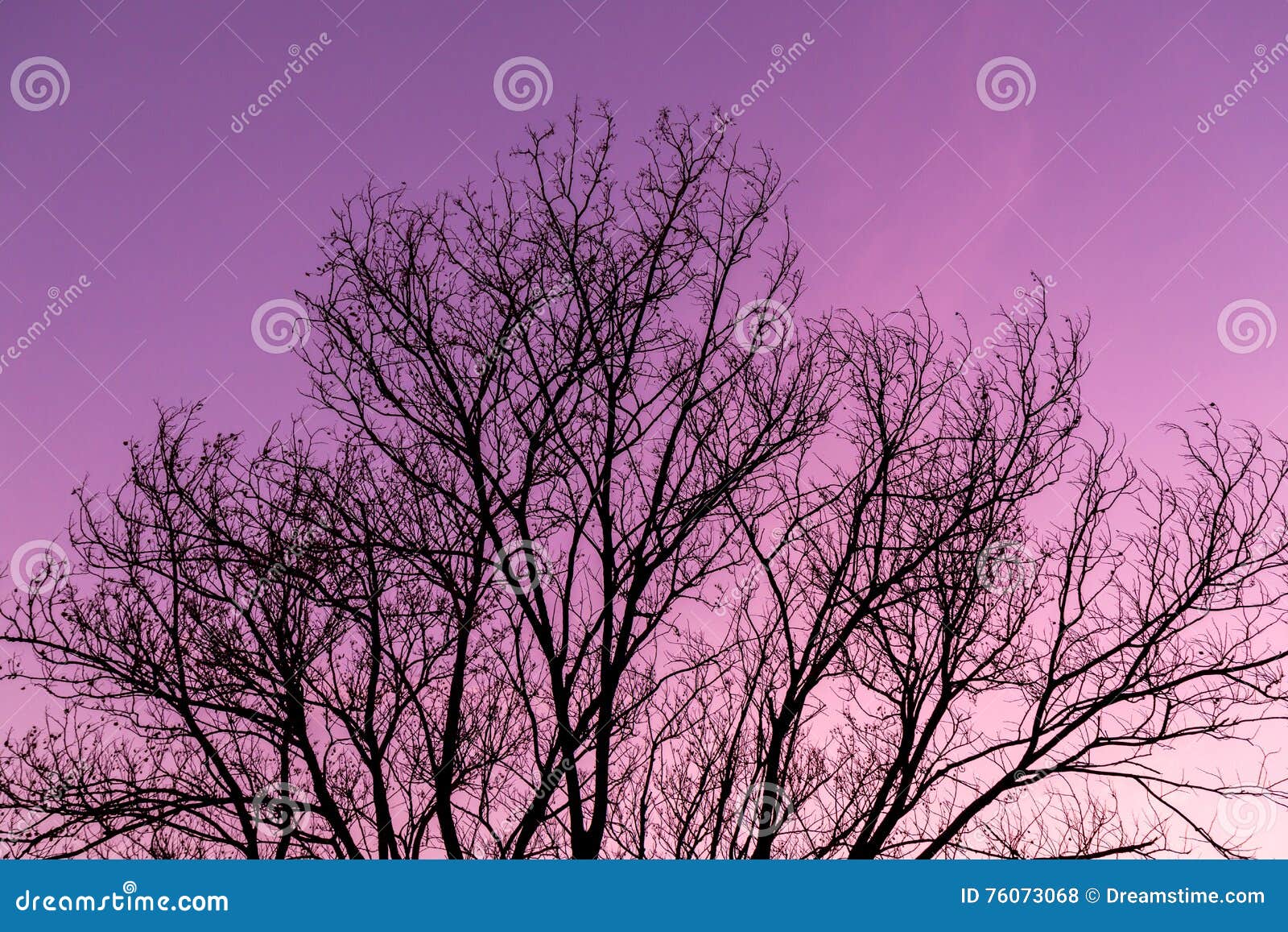 Silhouette dry tree. stock photo. Image of concept, life - 76073068