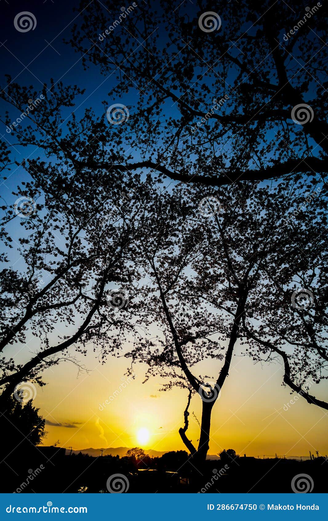 Silhouette of Dusk and Cherry Tree Stock Photo - Image of scenery ...