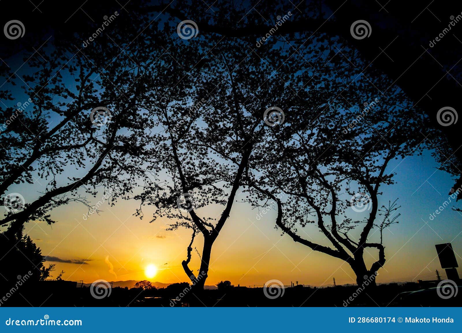 Silhouette of Dusk and Cherry Tree Stock Photo - Image of trees, dusk ...