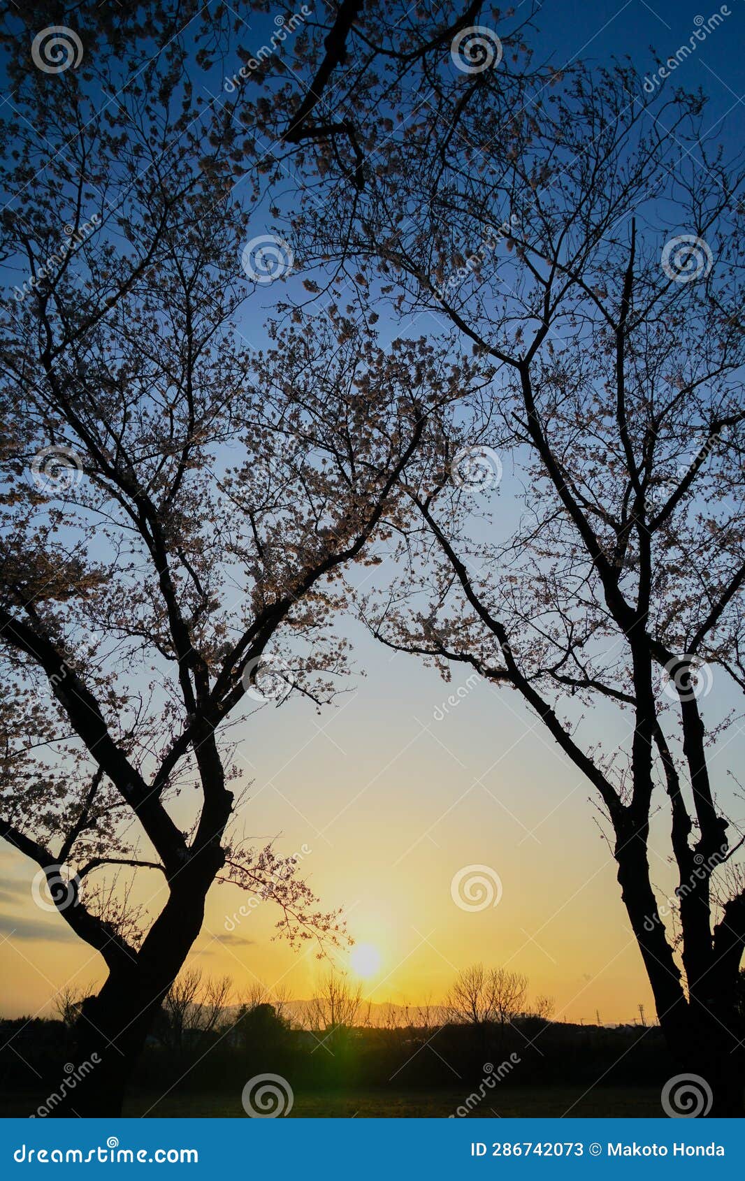 Silhouette of Dusk and Cherry Tree Stock Image - Image of scenery ...