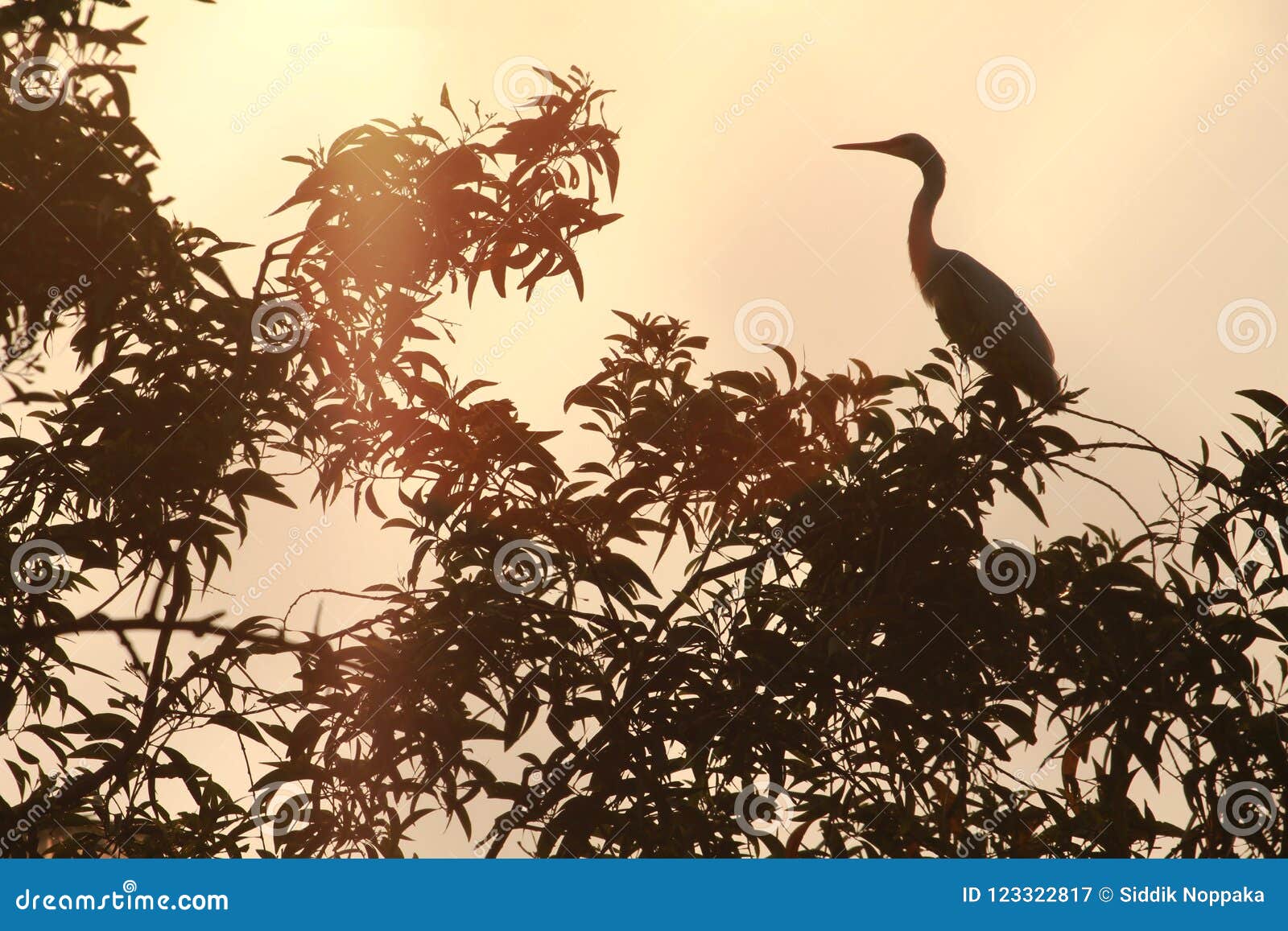 Silhouette Egret Bird Flying Dark Stock Image - Image of silhouette ...