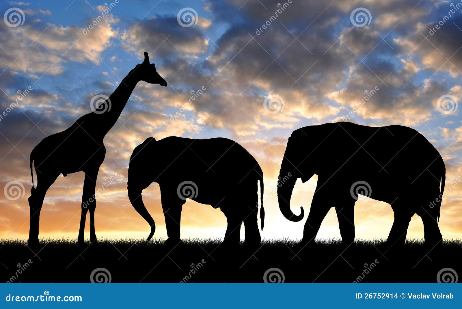 Silhouette Elephant and Giraffe Stock Photo - Image of reflection ...