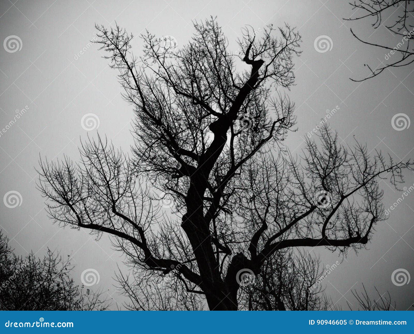 Silhouette of Empty Tree on White Stock Image - Image of autumn, single ...