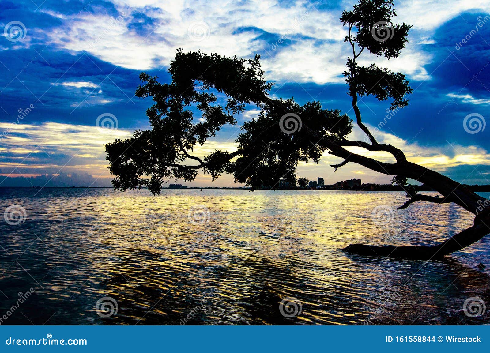 Silhouette of a Fallen Tree in a Clear Lake Under the Navy Blue Sky ...