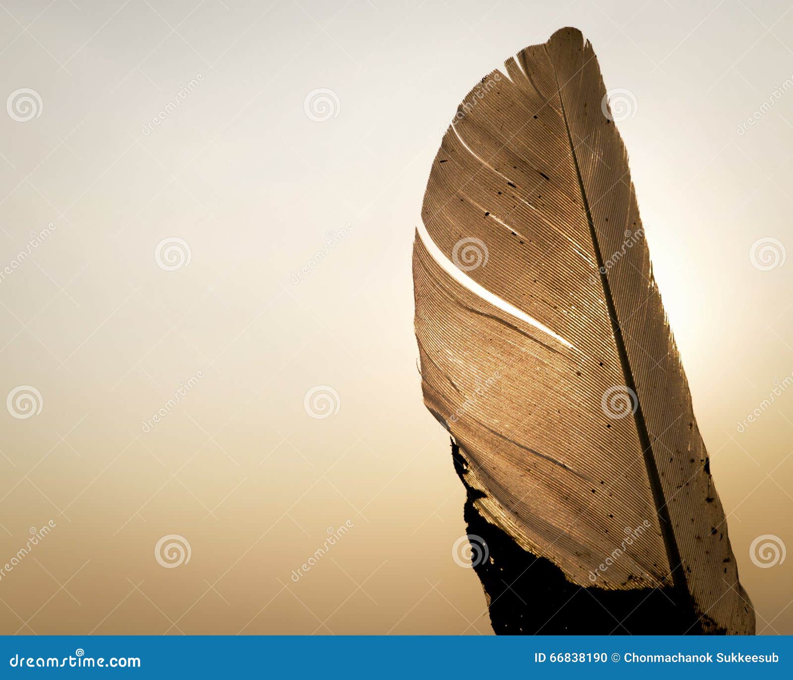 Silhouette of Feather on the Sun Set. Stock Photo - Image of natural ...
