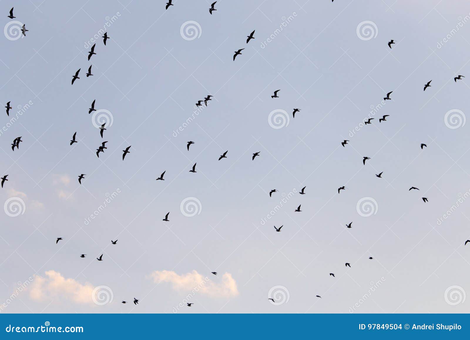 Silhouette of a Flock of Birds in the Blue Sky Stock Photo - Image of ...
