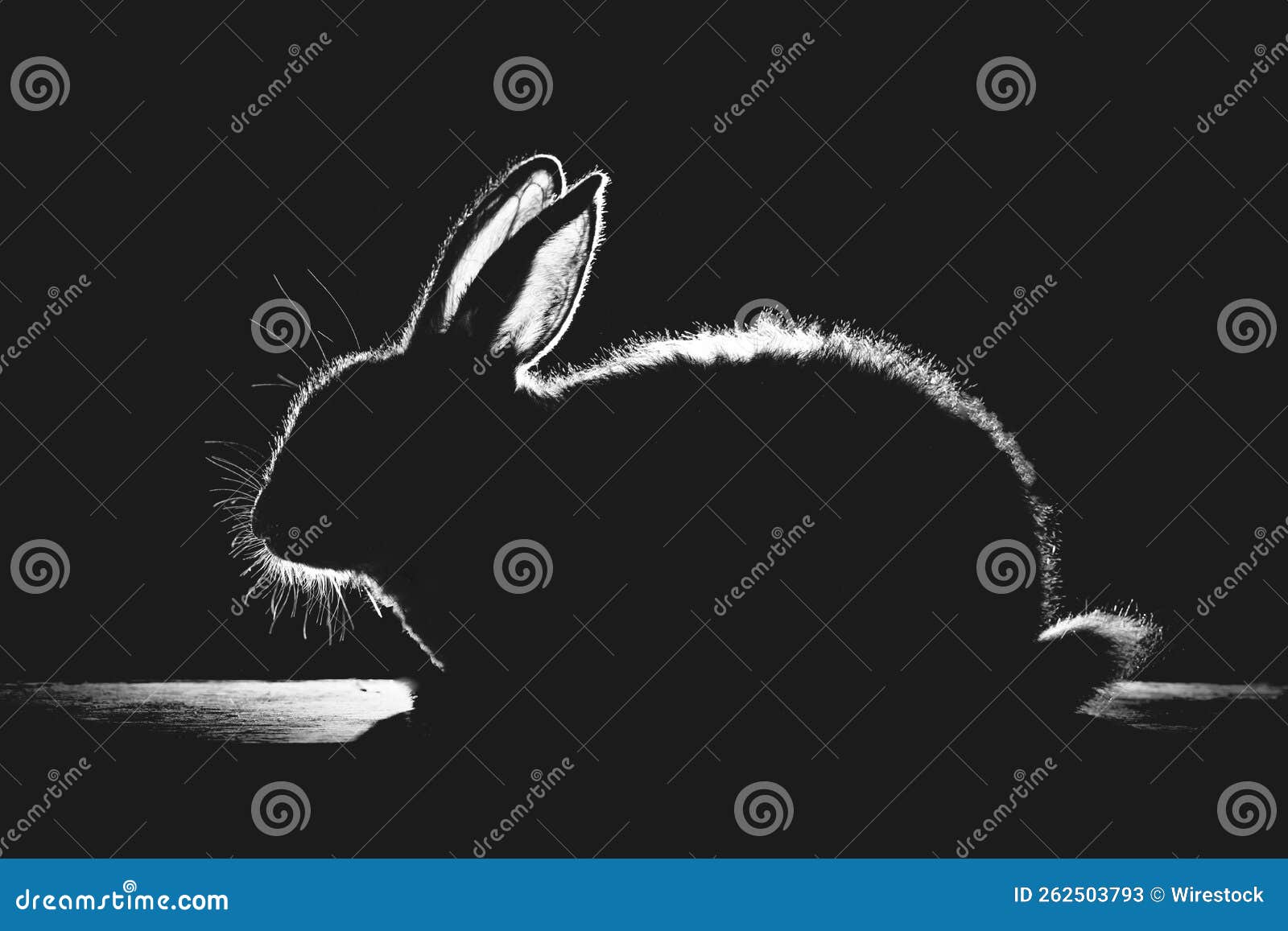 Silhouette of a Fluffy Rabbit in the Rays of Sunlight Stock Image ...