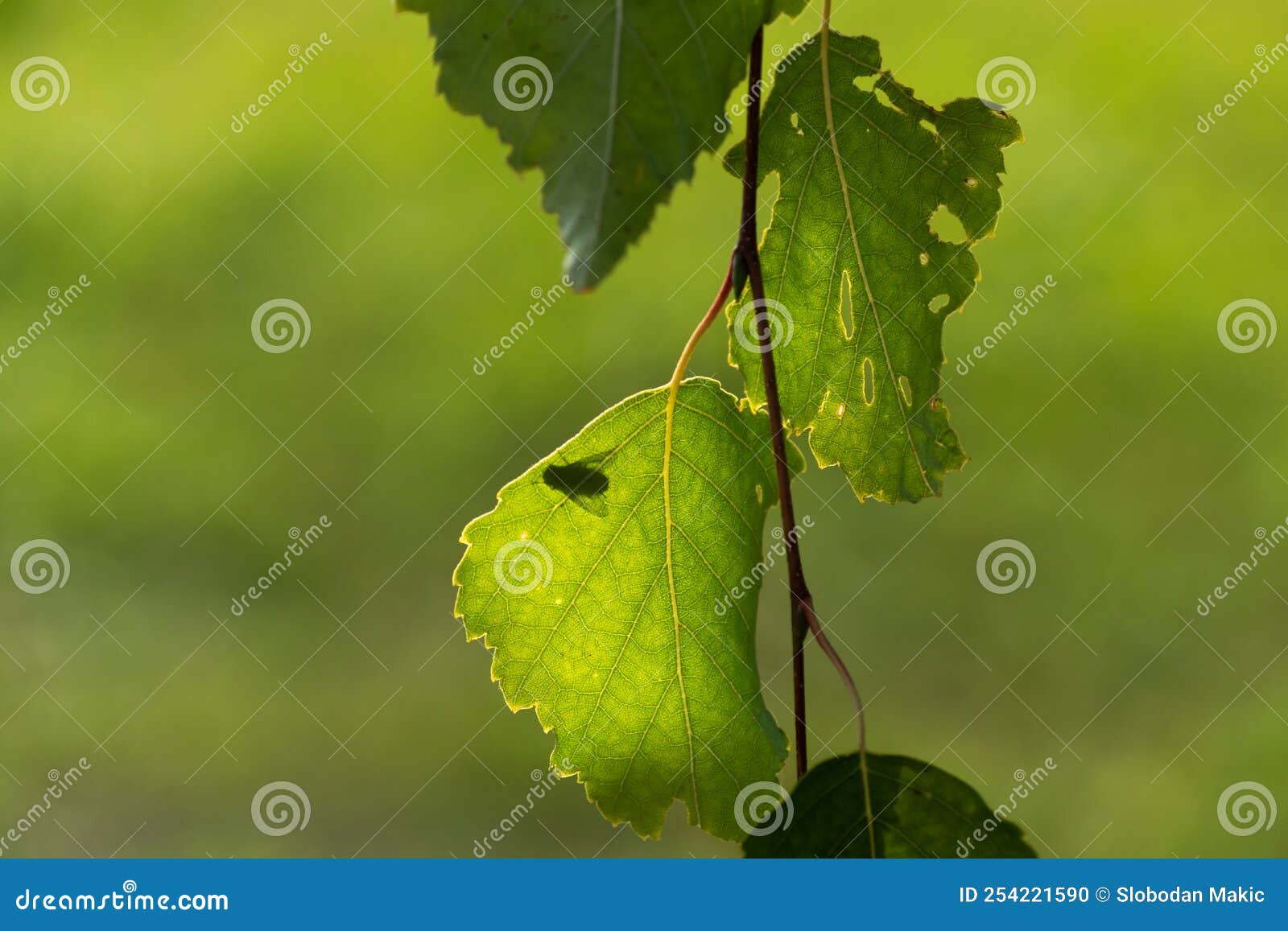 Silhouette of a Fly on the Back of a Sunlit Birch Leaf Stock Photo ...