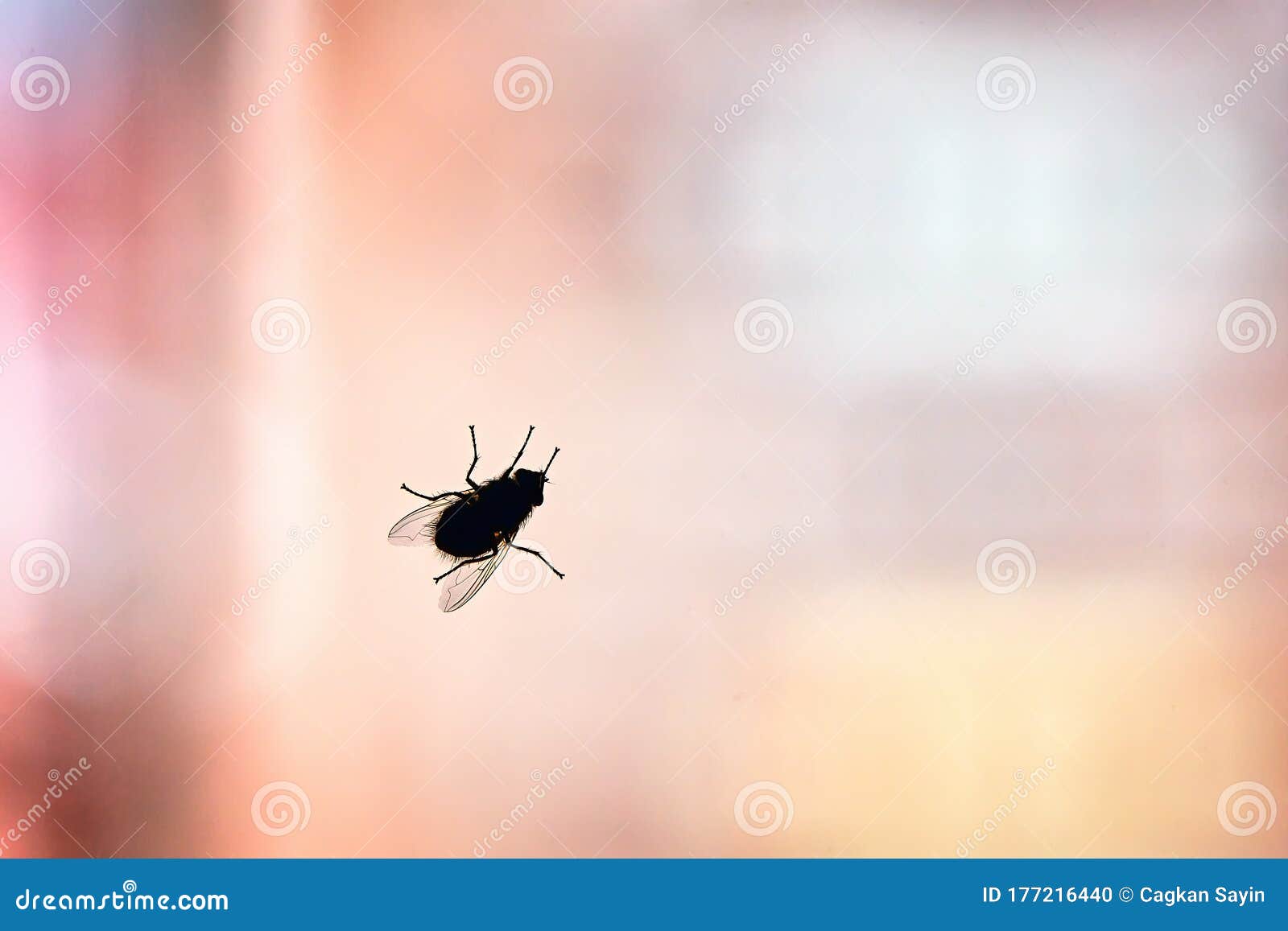 Silhouette of a Fly on a Window Glass with Abstract Blurry Background ...