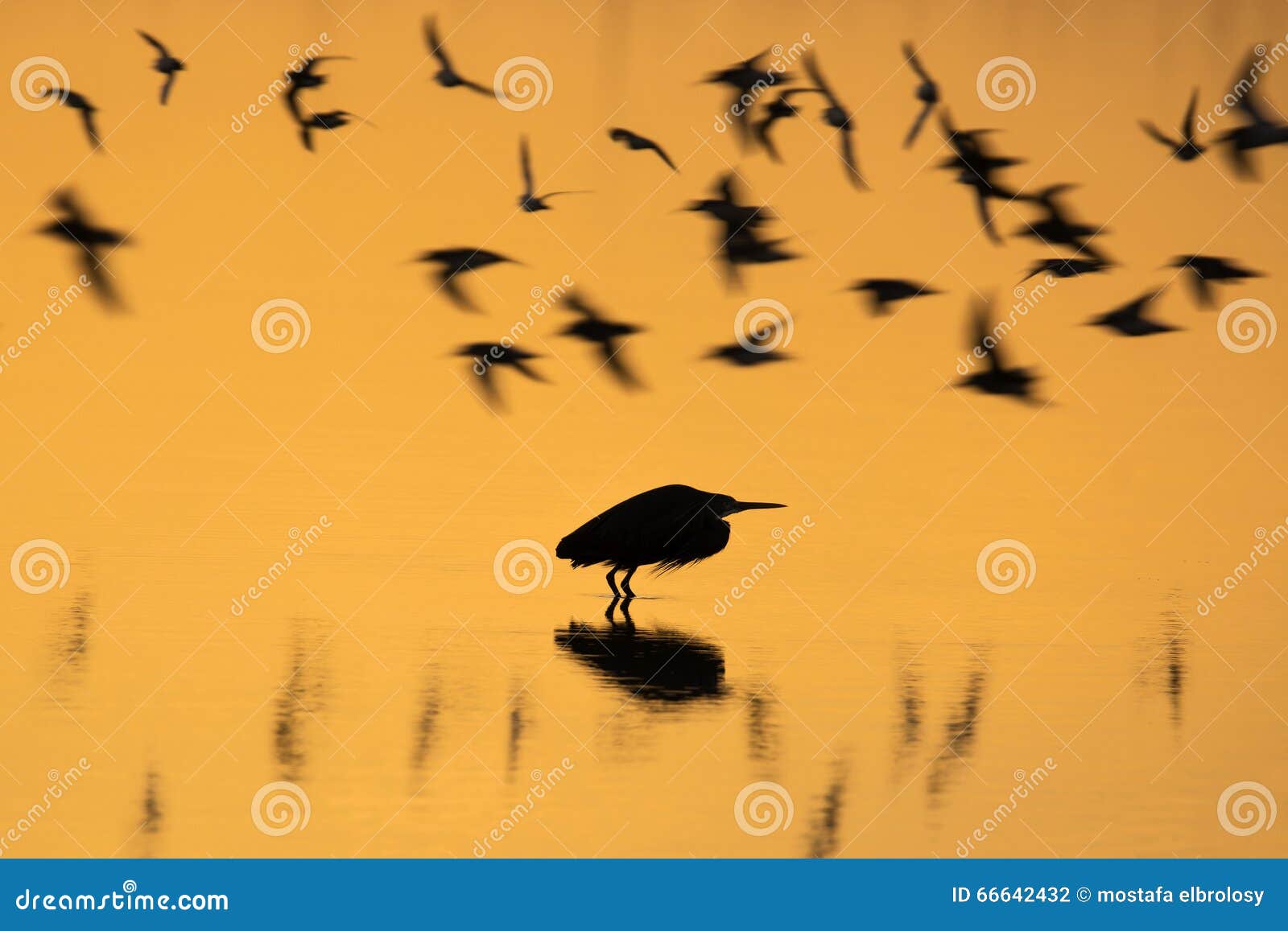 Silhouette of Flying Birds Over Water Stock Photo - Image of shadows ...