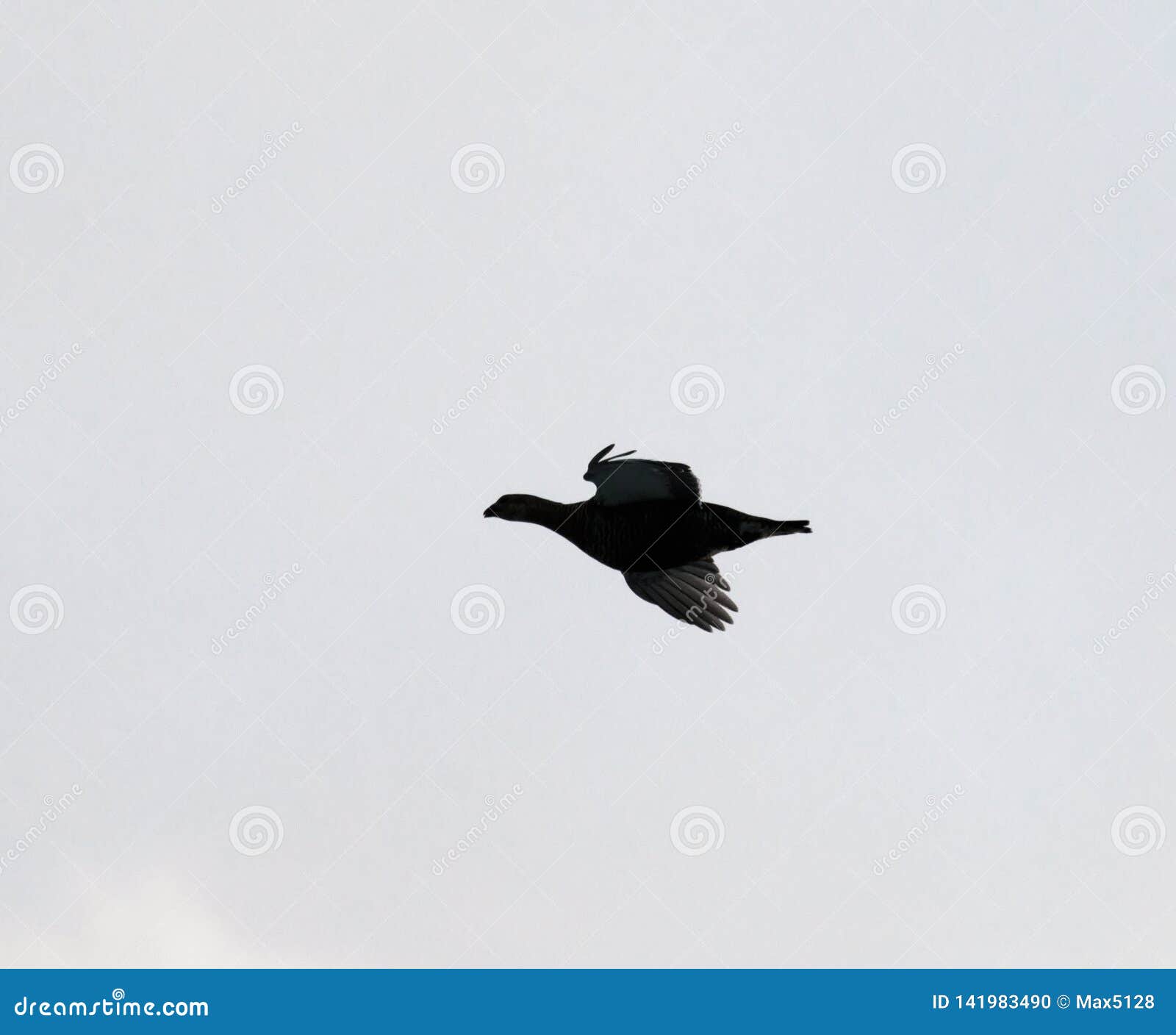 The Silhouette of a Flying Grouse Stock Photo - Image of shoot, birding ...