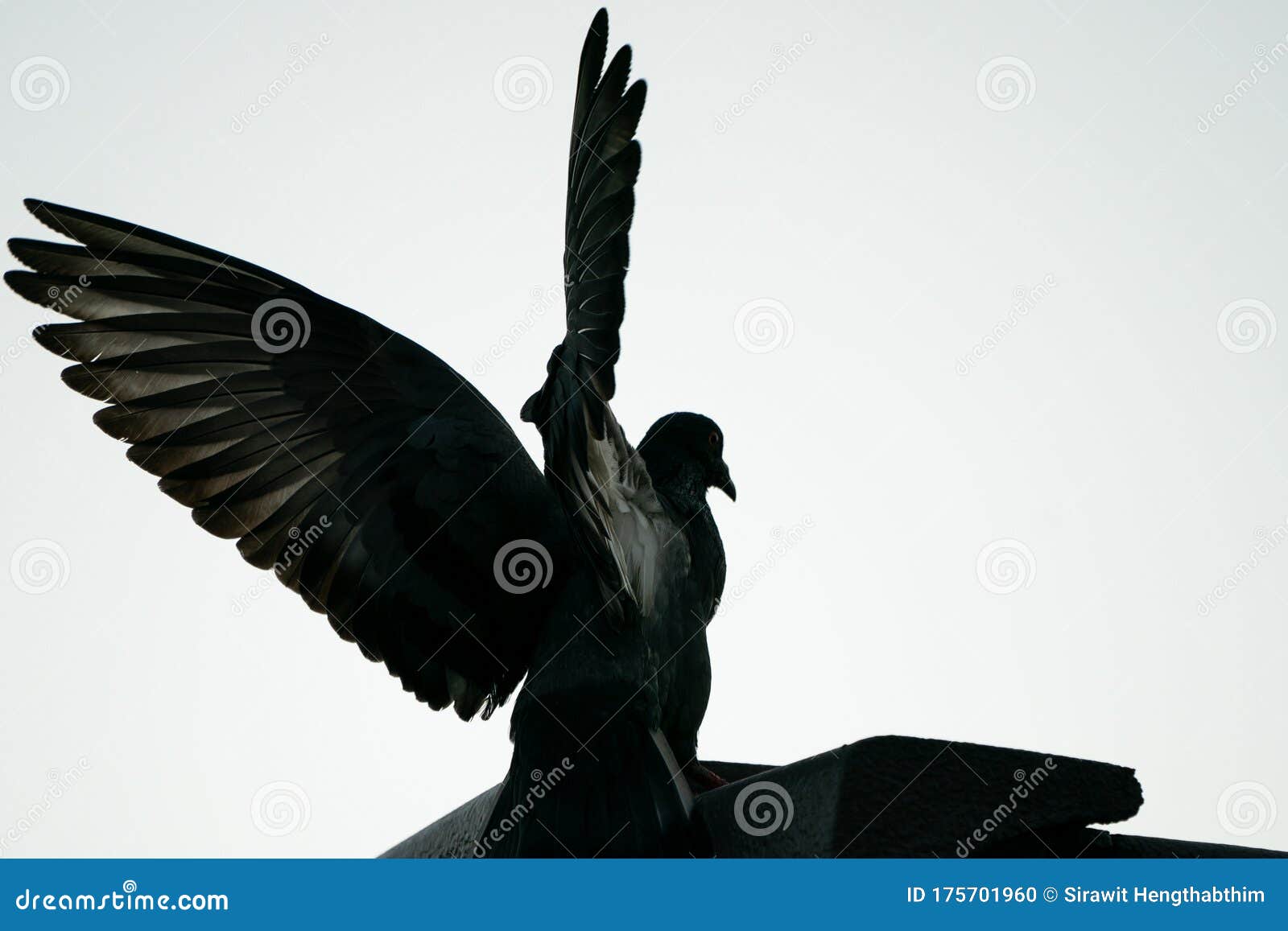 Silhouette Flying Pigeon Bird in the Sky Stock Photo - Image of blue ...