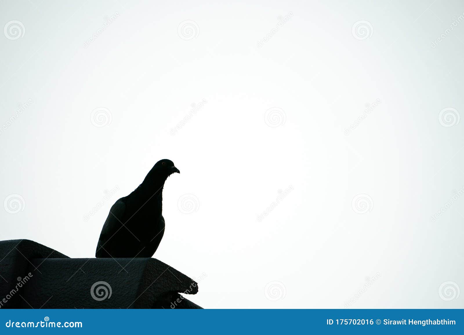 Silhouette Flying Pigeon Bird in the Sky Stock Photo - Image of dove ...
