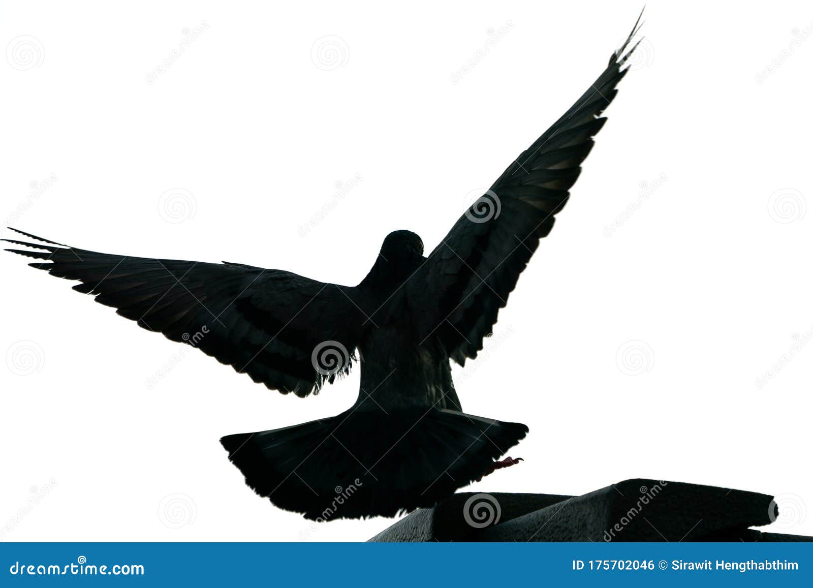 Silhouette Flying Pigeon Bird in the Sky. Isolated Stock Photo - Image ...