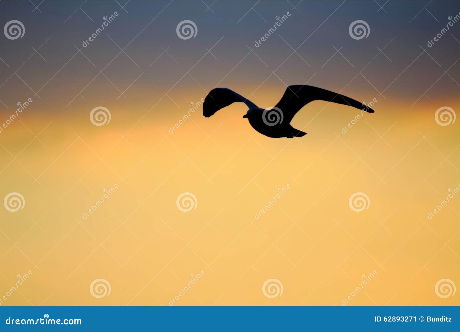 The Silhouette of the Flying Seagull at Sunset Stock Image - Image of ...