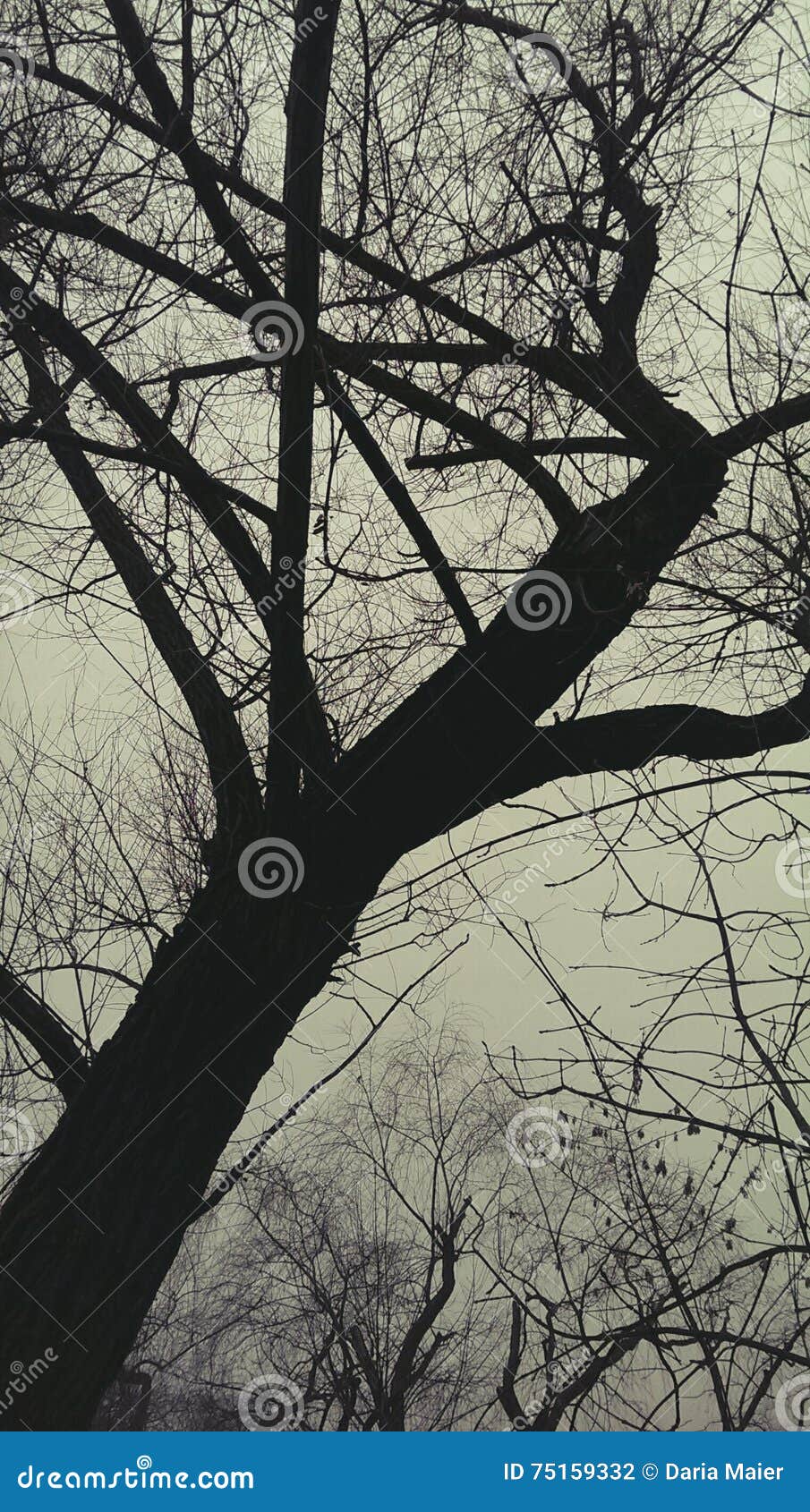 Silhouette Of Giant Old Tree Stock Photography | CartoonDealer.com ...