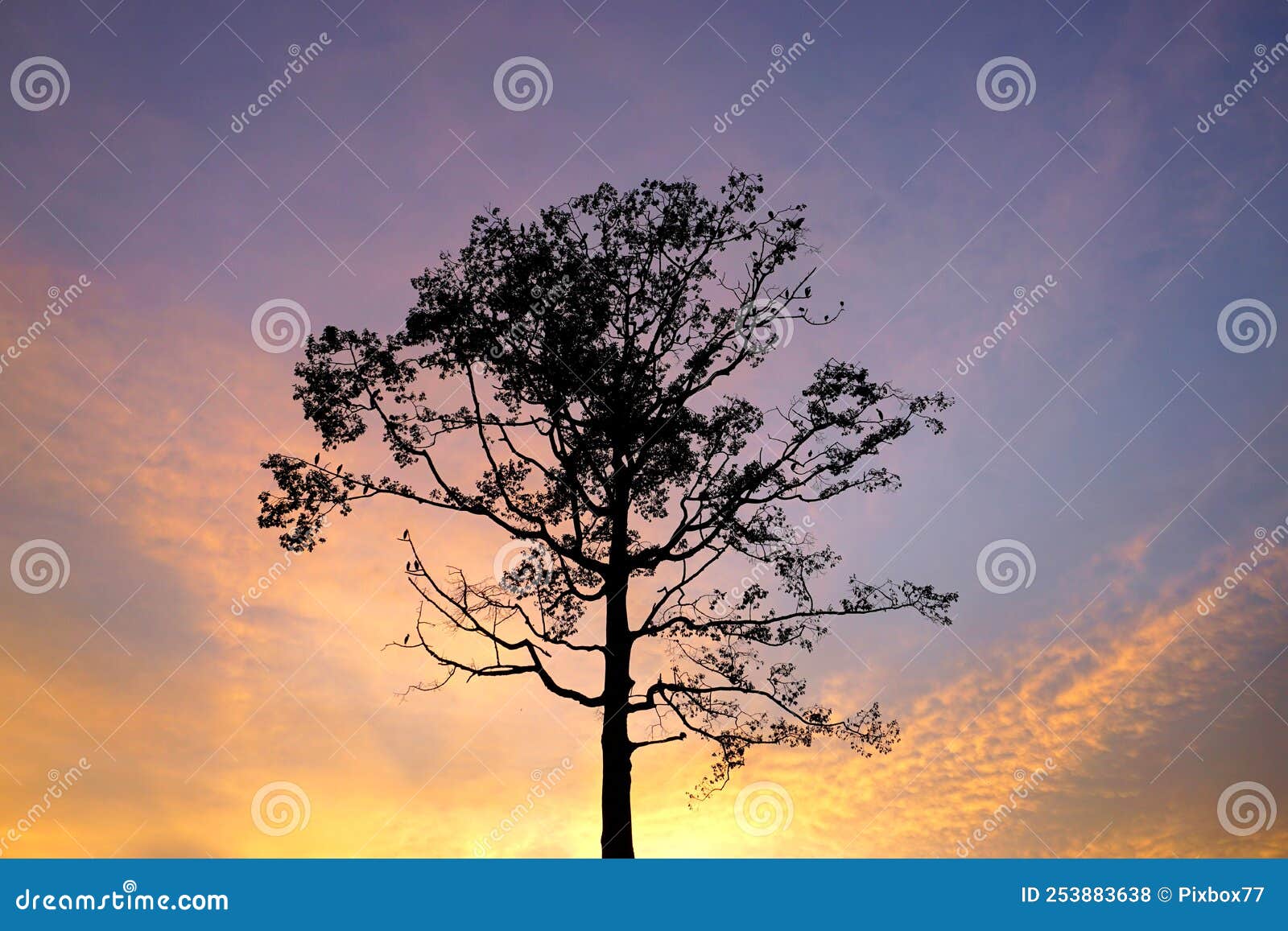 Silhouette Giant Tree with Dramatic Sky Background Stock Photo - Image ...