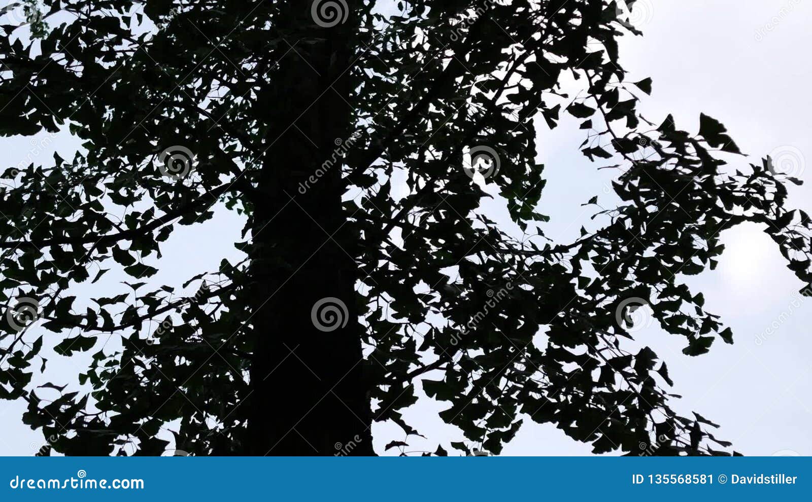 Silhouette of a Ginkgo Tree, Ginkgo Biloba, Leaves Moving in the Wind ...