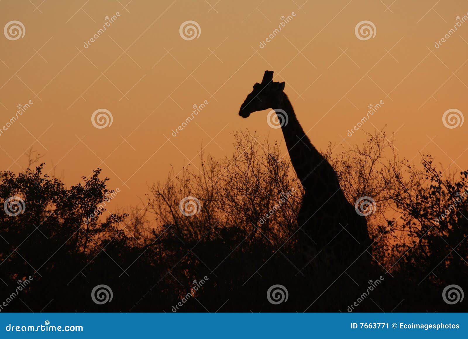 Silhouette Of A Giraffe On A Sunset Sky Background Stock Image ...