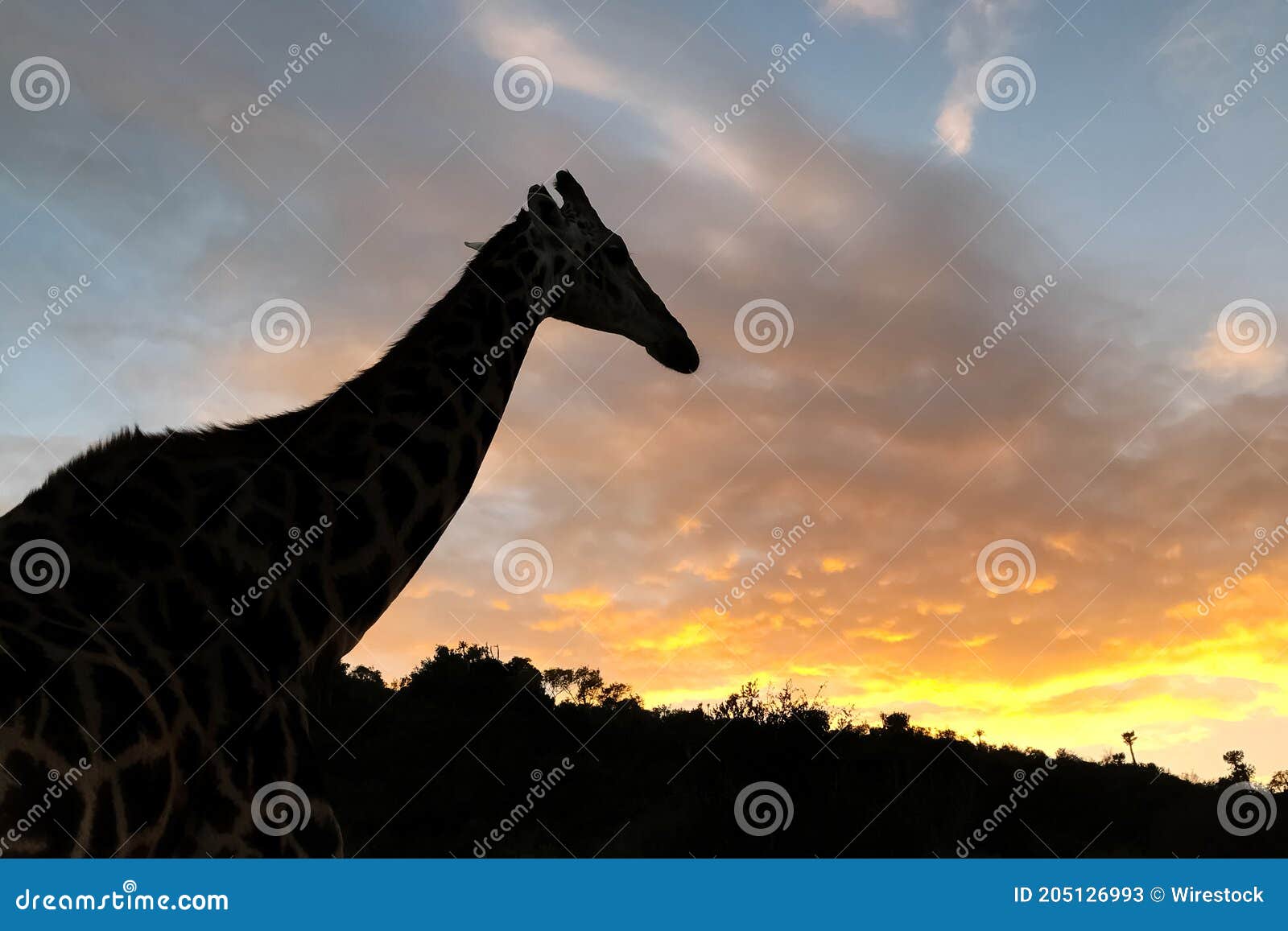 Silhouette Of A Giraffe On A Sunset Sky Background Stock Image ...