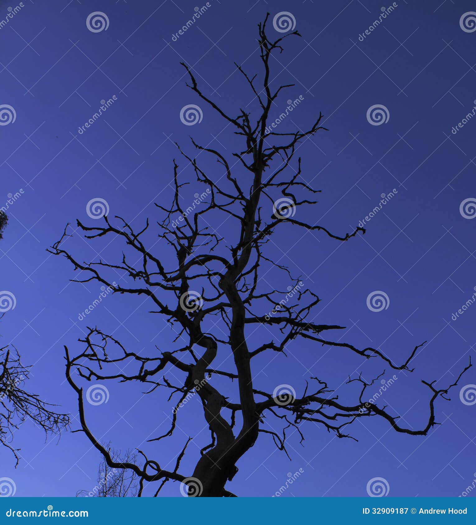 Gnarled Dead Tree Twisting Out From Under Sandstone Slab Royalty-Free ...