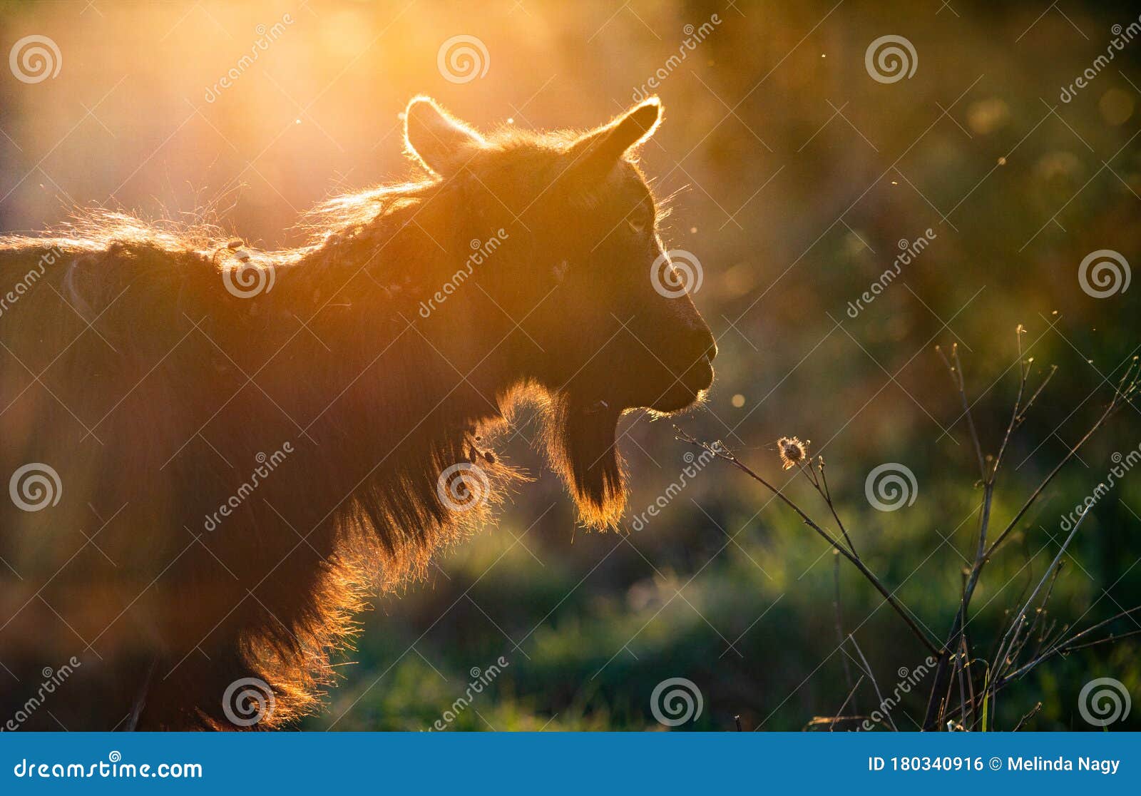 Silhouette of a Goat Head in Sunset Light Stock Photo - Image of ...