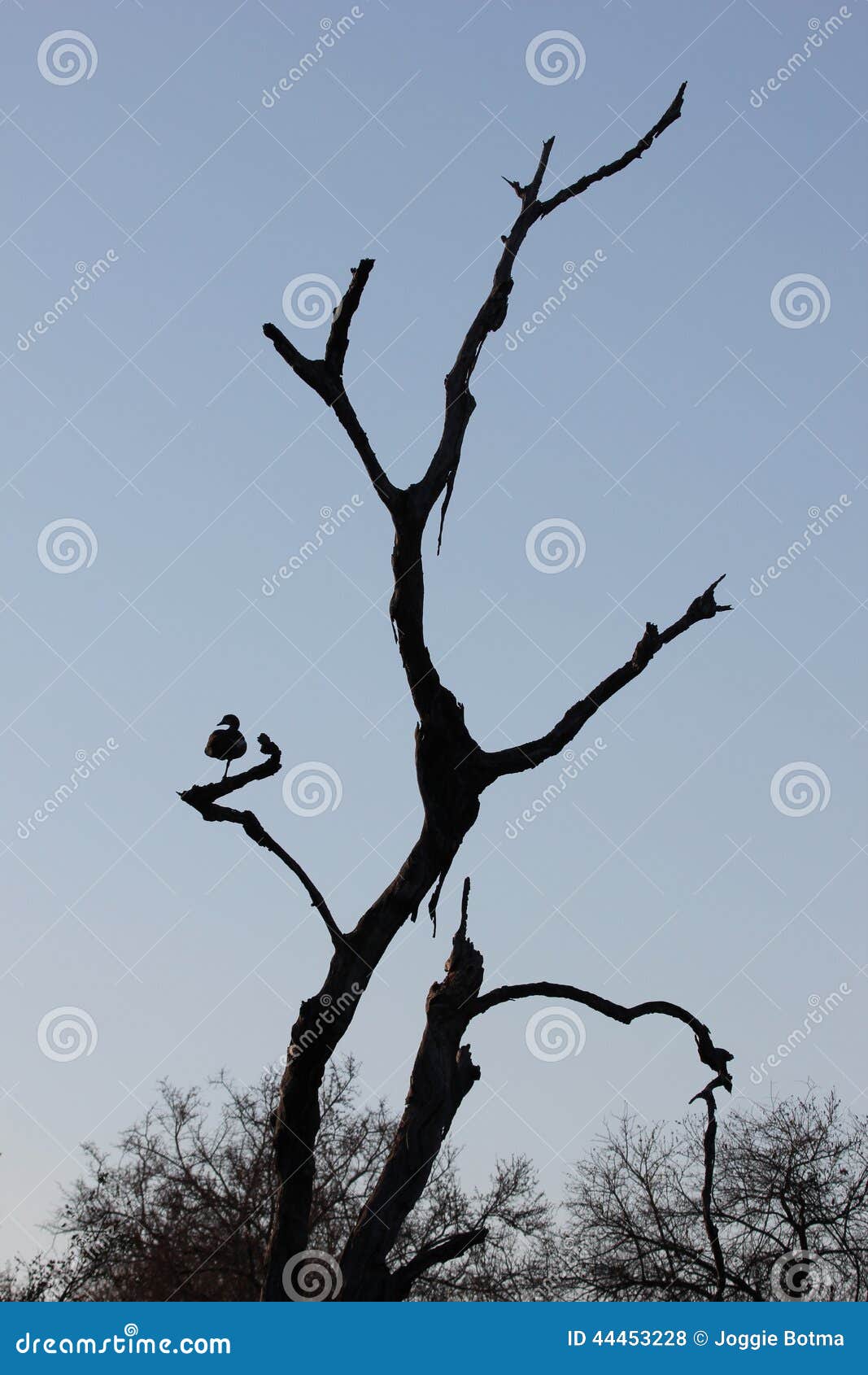 Silhouette of Goose in a Tree Stock Photo - Image of sunrise, beautiful ...