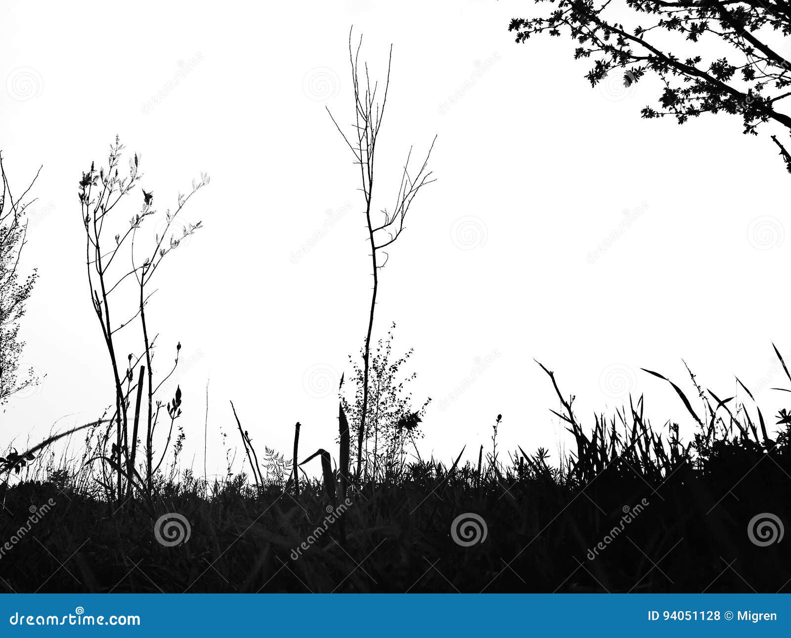 Cool Tree Silhouette