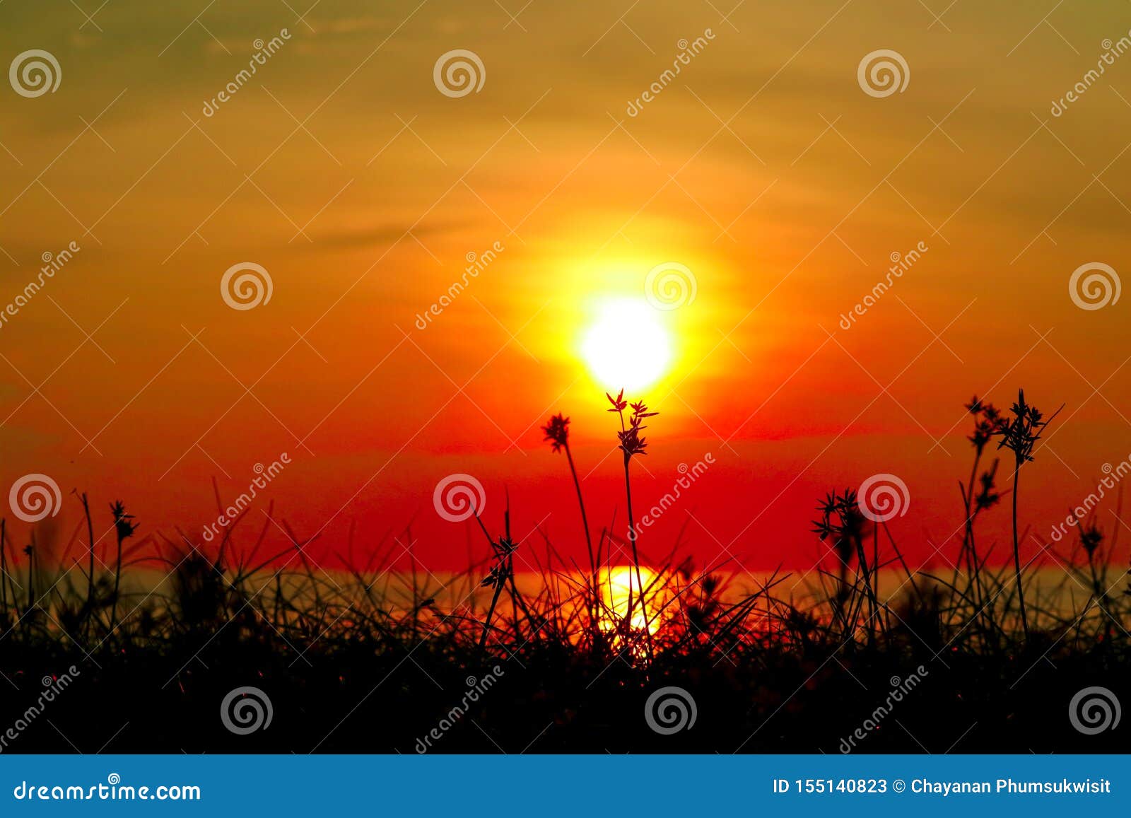 Silhouette Grass and Weed on Beach Blurred Sunset Sky Stock Image ...