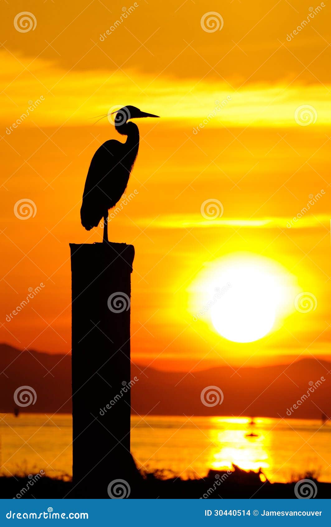 Silhouette of Great Blue Heron at Sunset Stock Photo - Image of journey ...