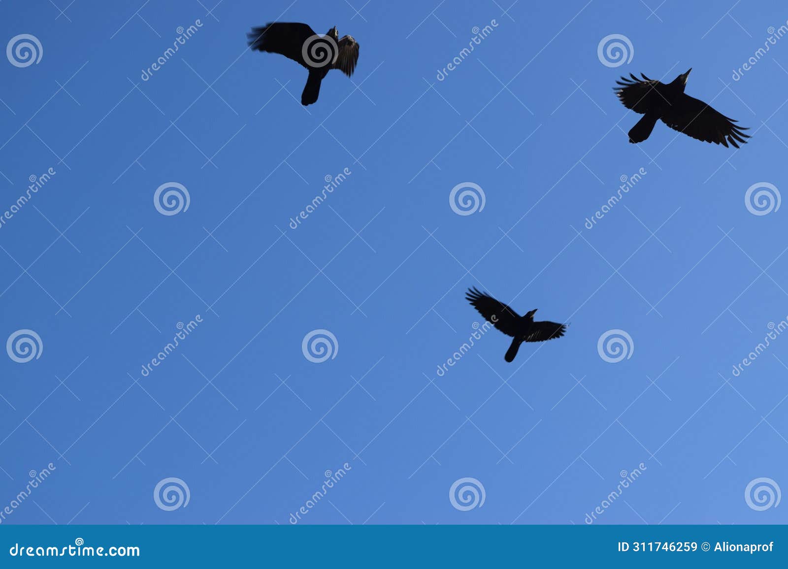 Silhouette of a Group of Crows Flying in the Blue Sky Stock Image ...