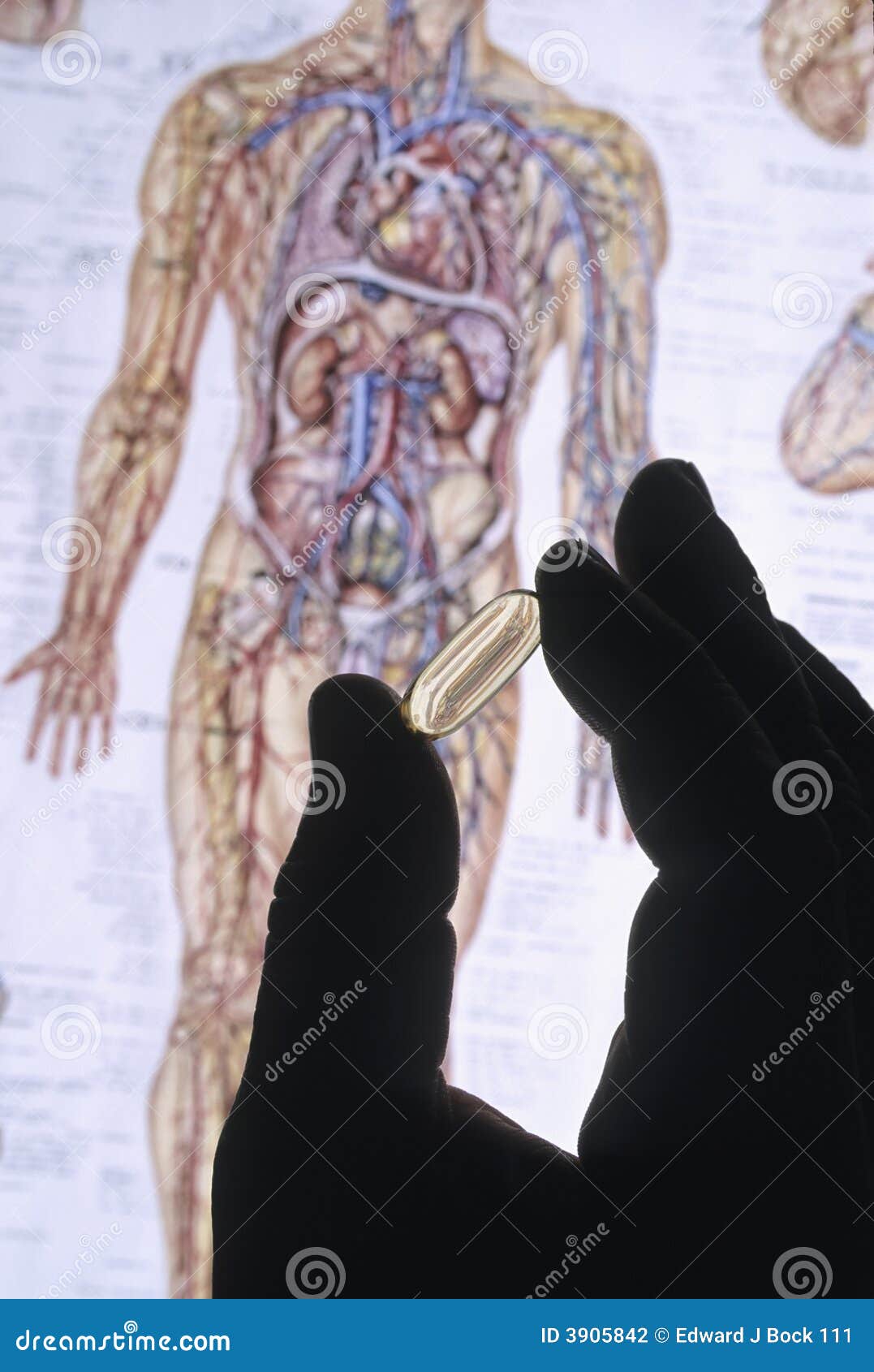 Fish Nervous System Compared To Human