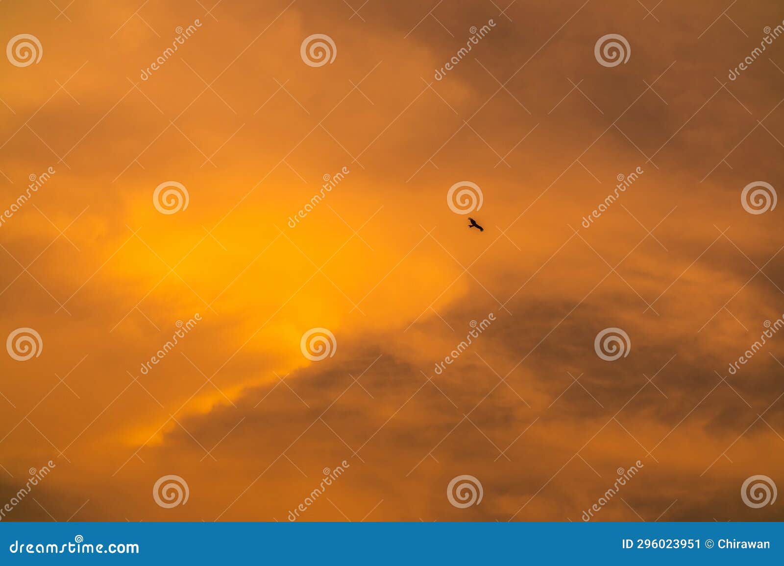 Silhouette Hawk Flying with Freedom Stock Image - Image of sundown ...