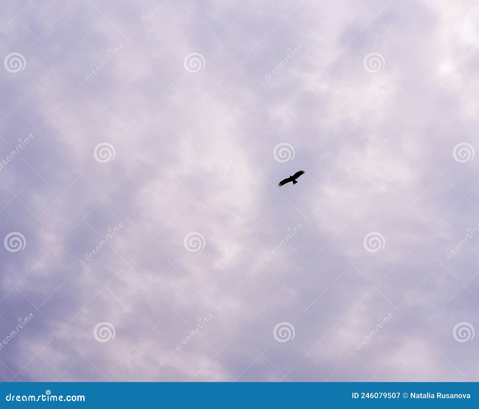 Silhouette Of Hawk In Mid Air, Spreading Wings In Freedom Generated By ...