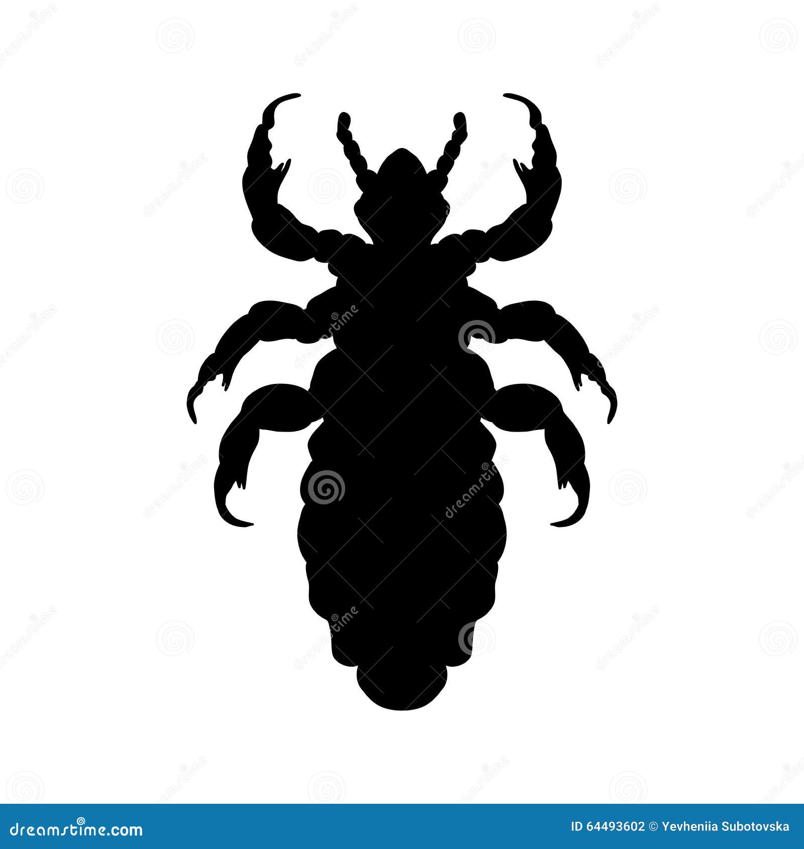 Body Louse Illustration, Drawing, Engraving, Ink, Line Art, Vector ...